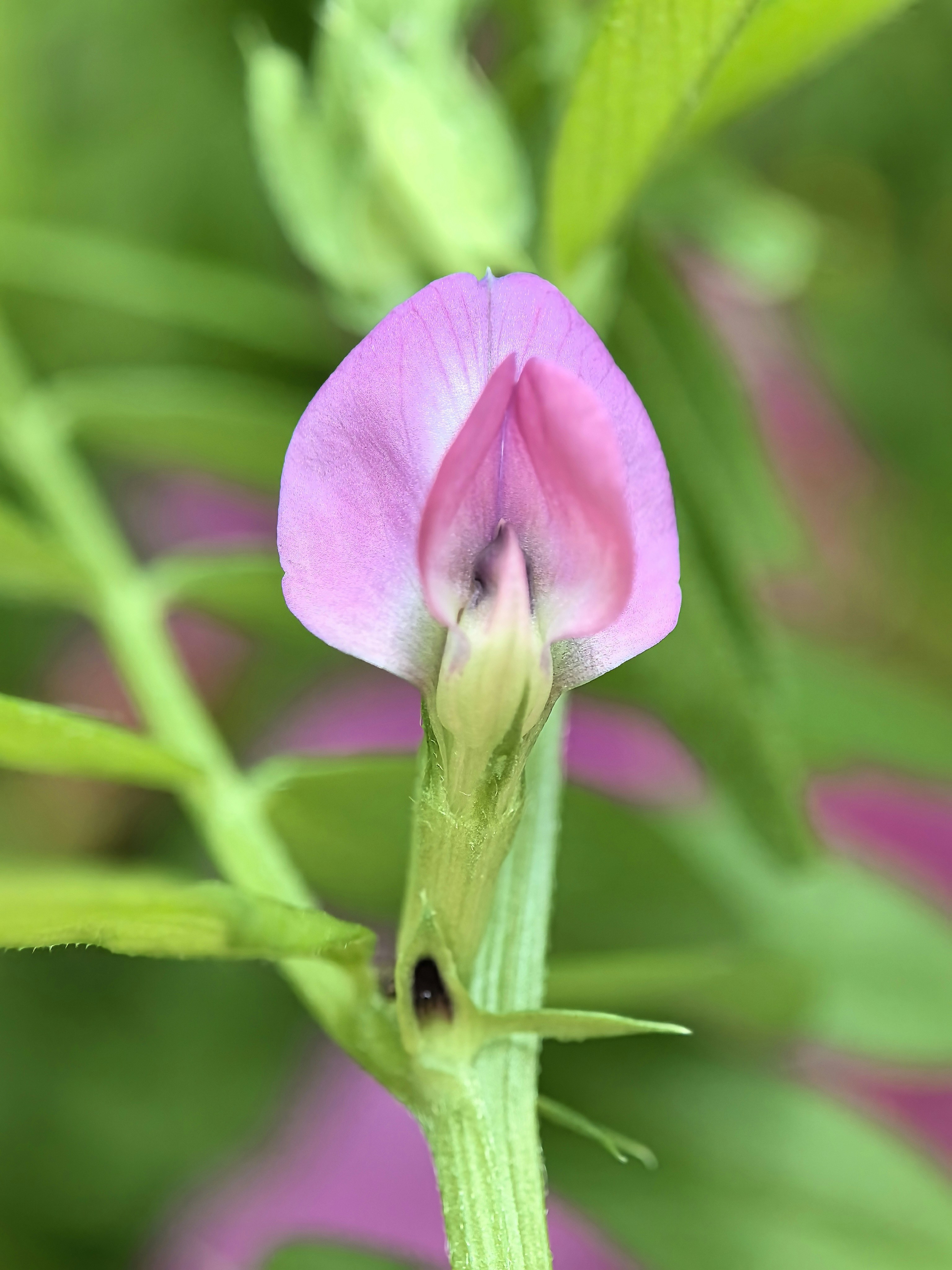 Blush Pea Blossom: a Delicate Pink Bud Uplifted by Green Veins