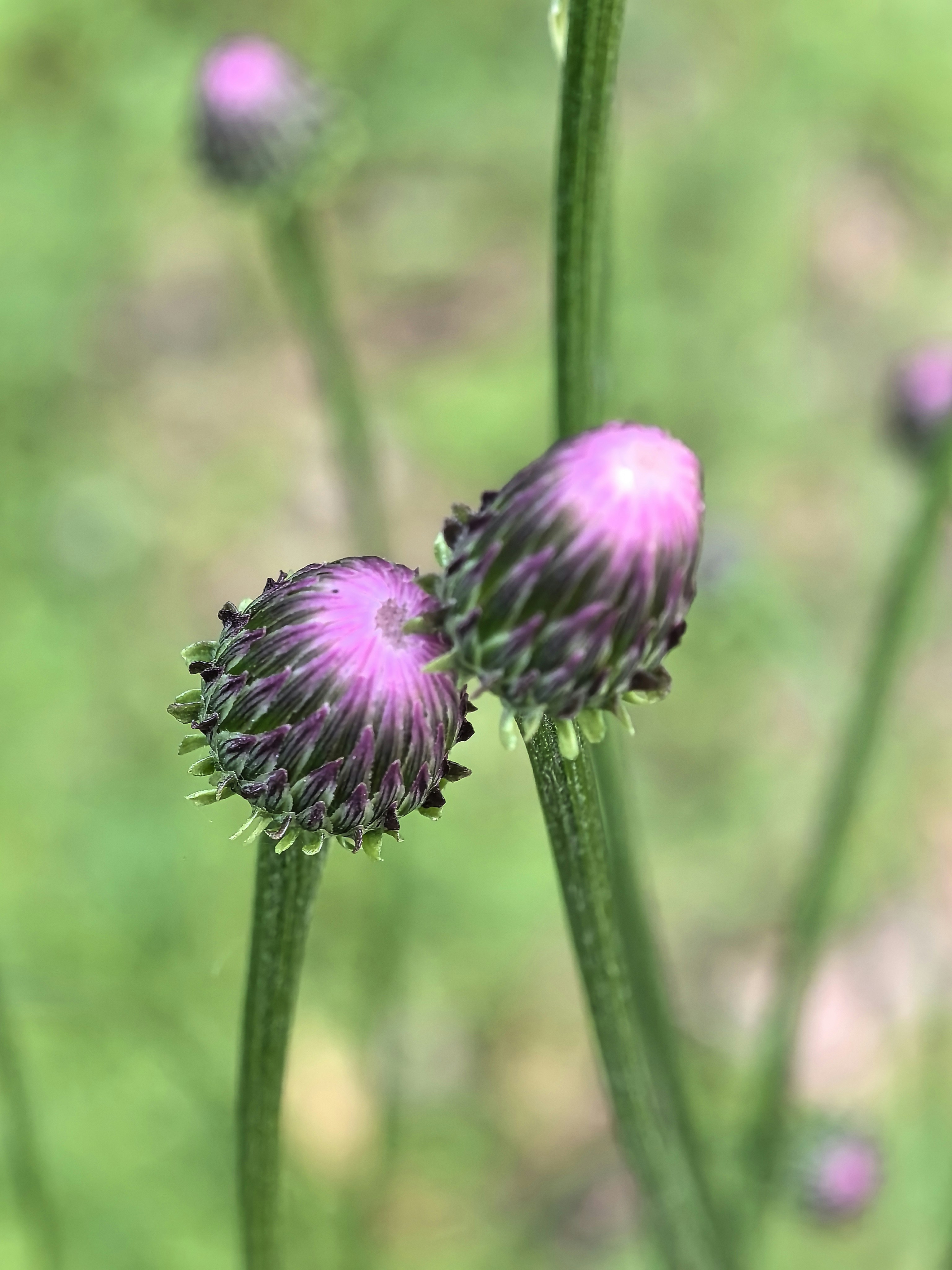 Purple Crown: Close-up of a Bud Unfolding on a Green Stem