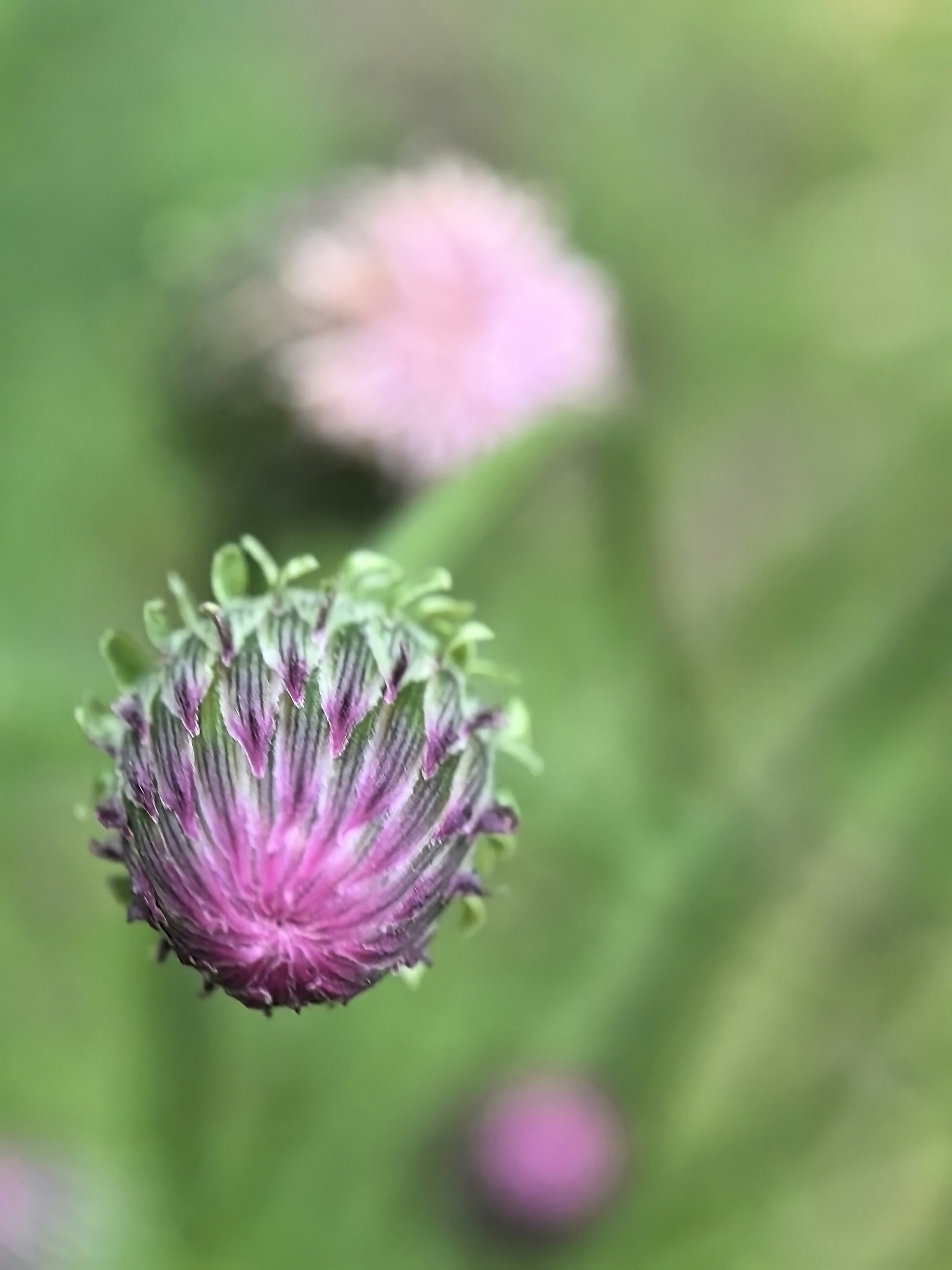 Pink Crown in Focus: Lace-like Petals of a Bud