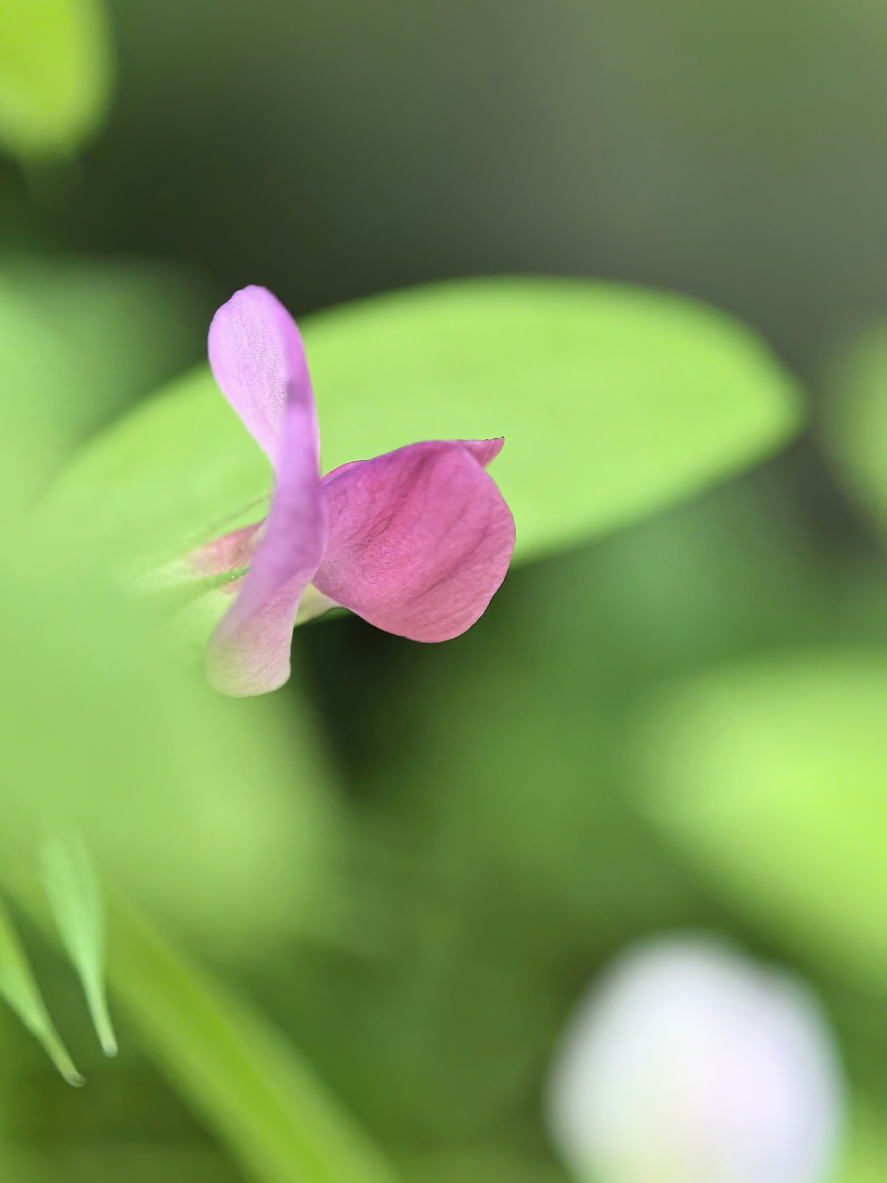 Close-up of a pink petal against a lush green background with blurred foreground, highlighting delicate texture and color.