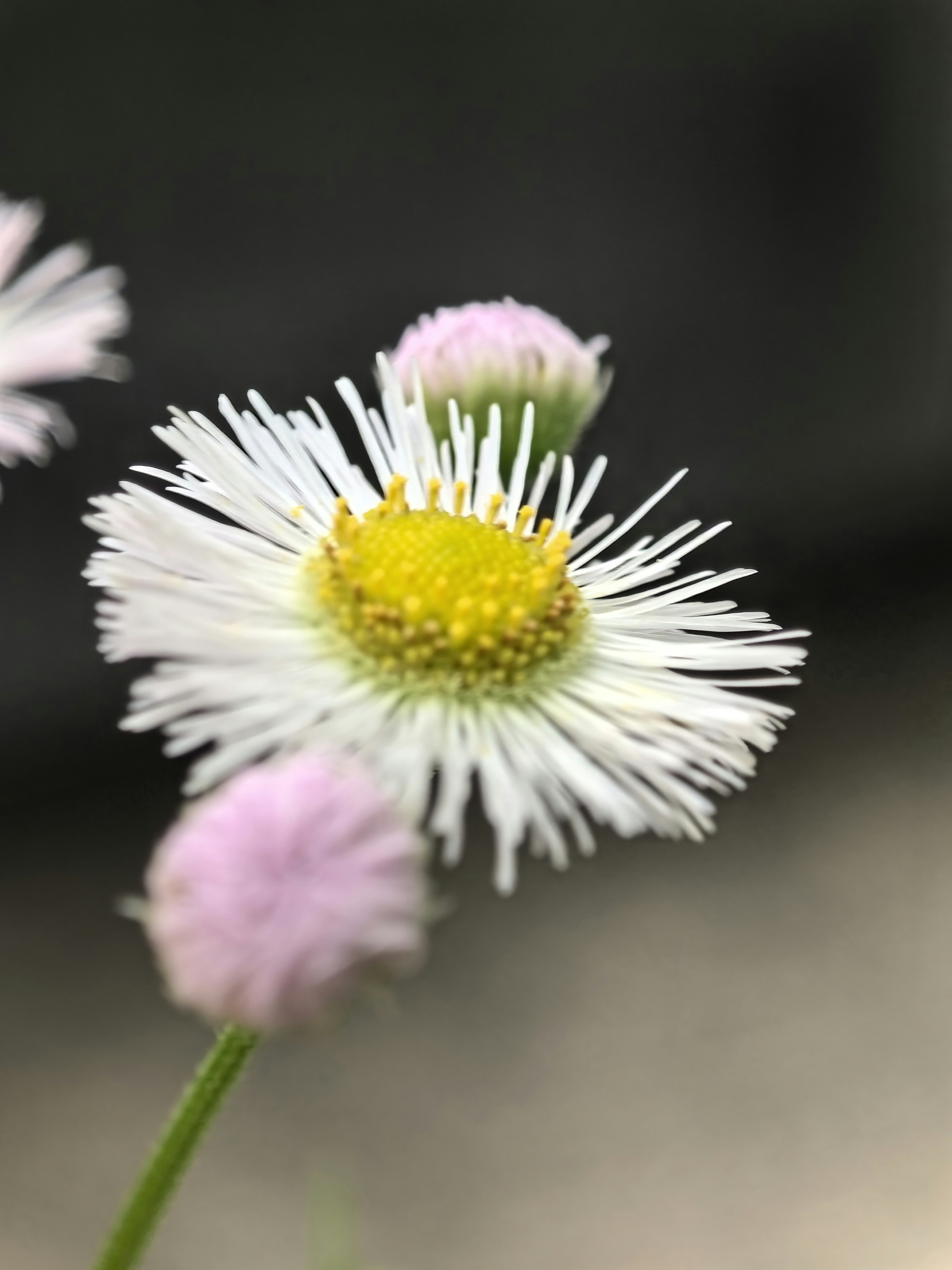Center of Bloom: A Gentle Macro Moment