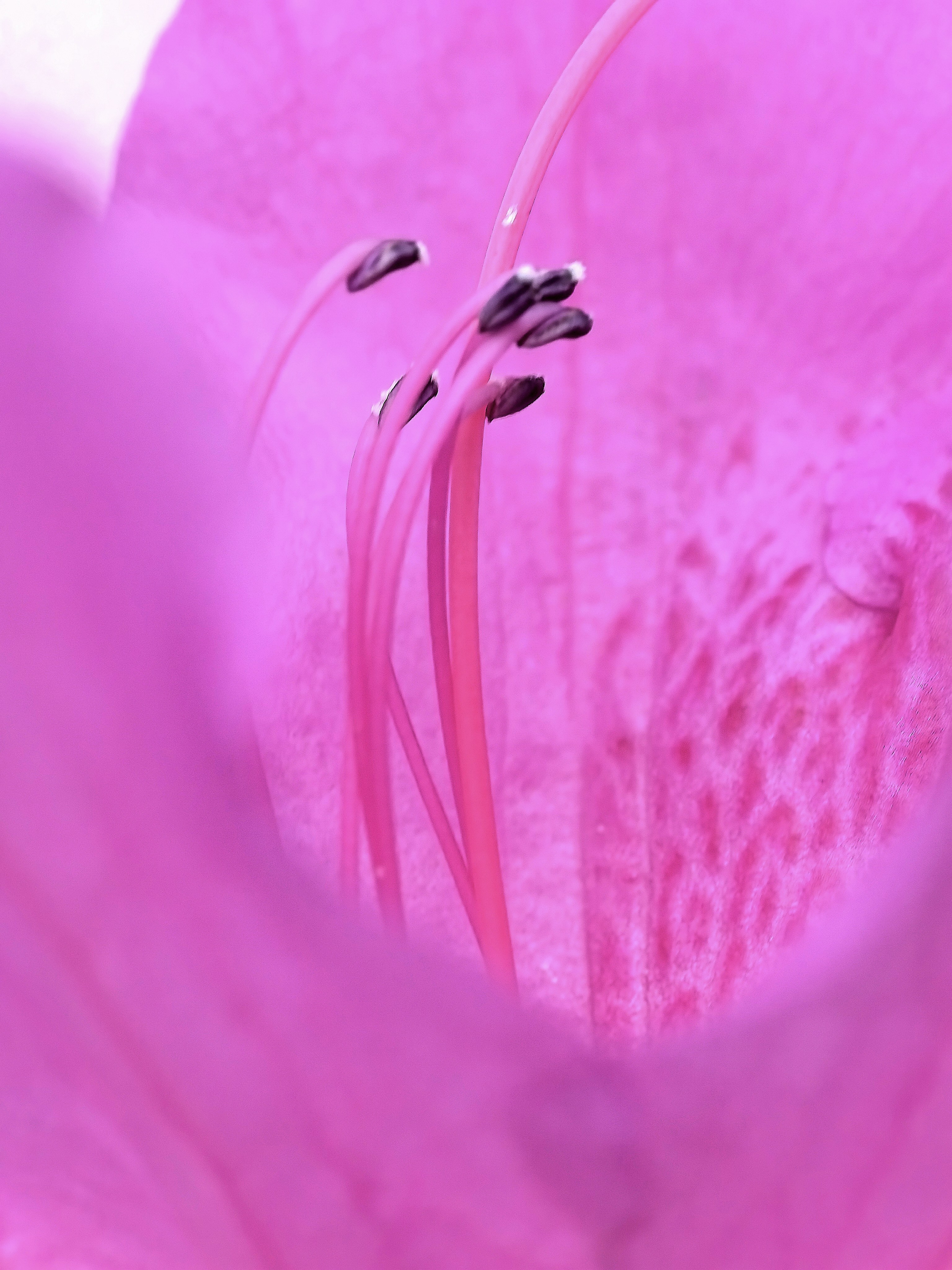 Close-up of Pink Orchid Stamens: Neon Pink Filaments and Anthers