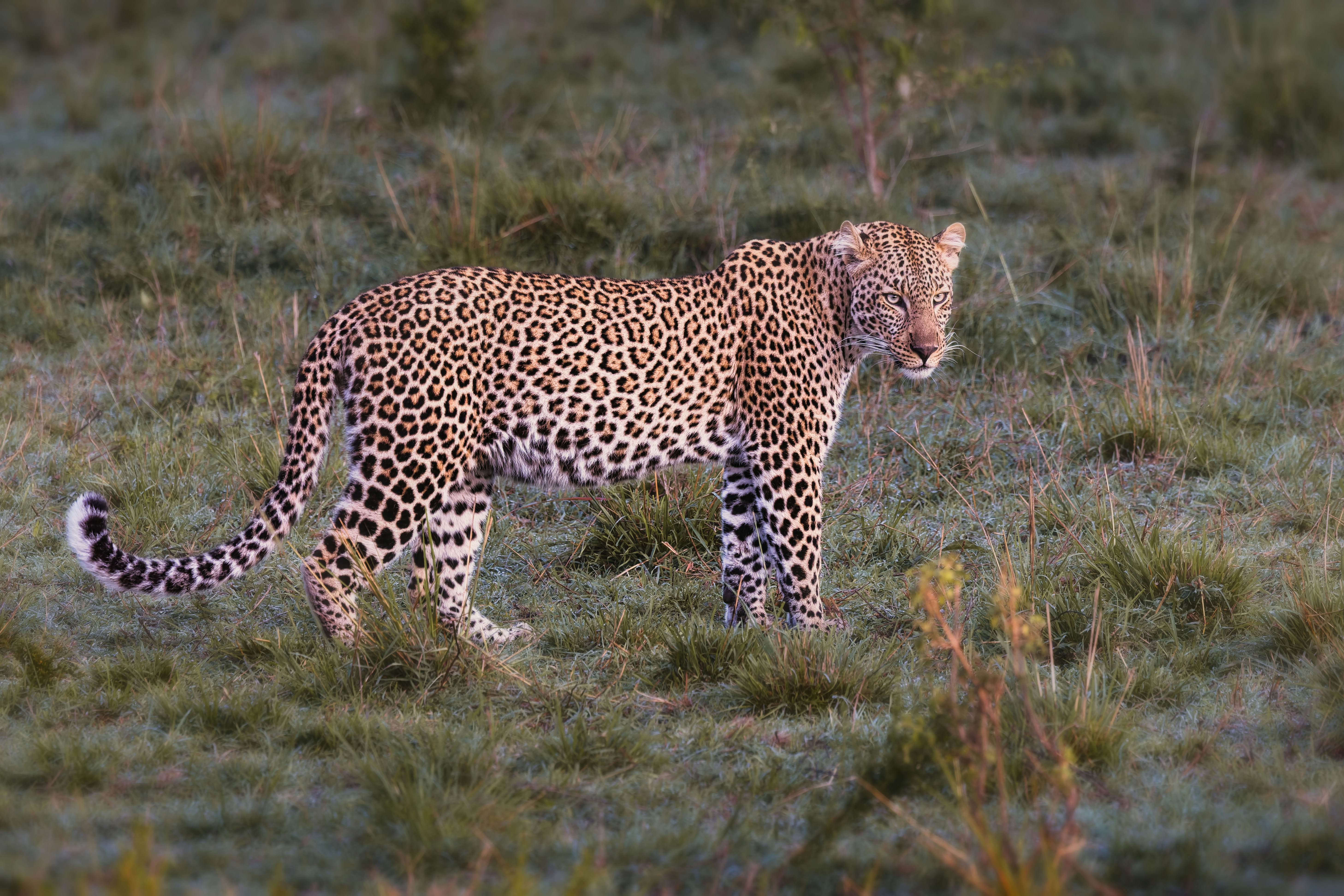 Leopard on the Grass: A Quiet Patrol