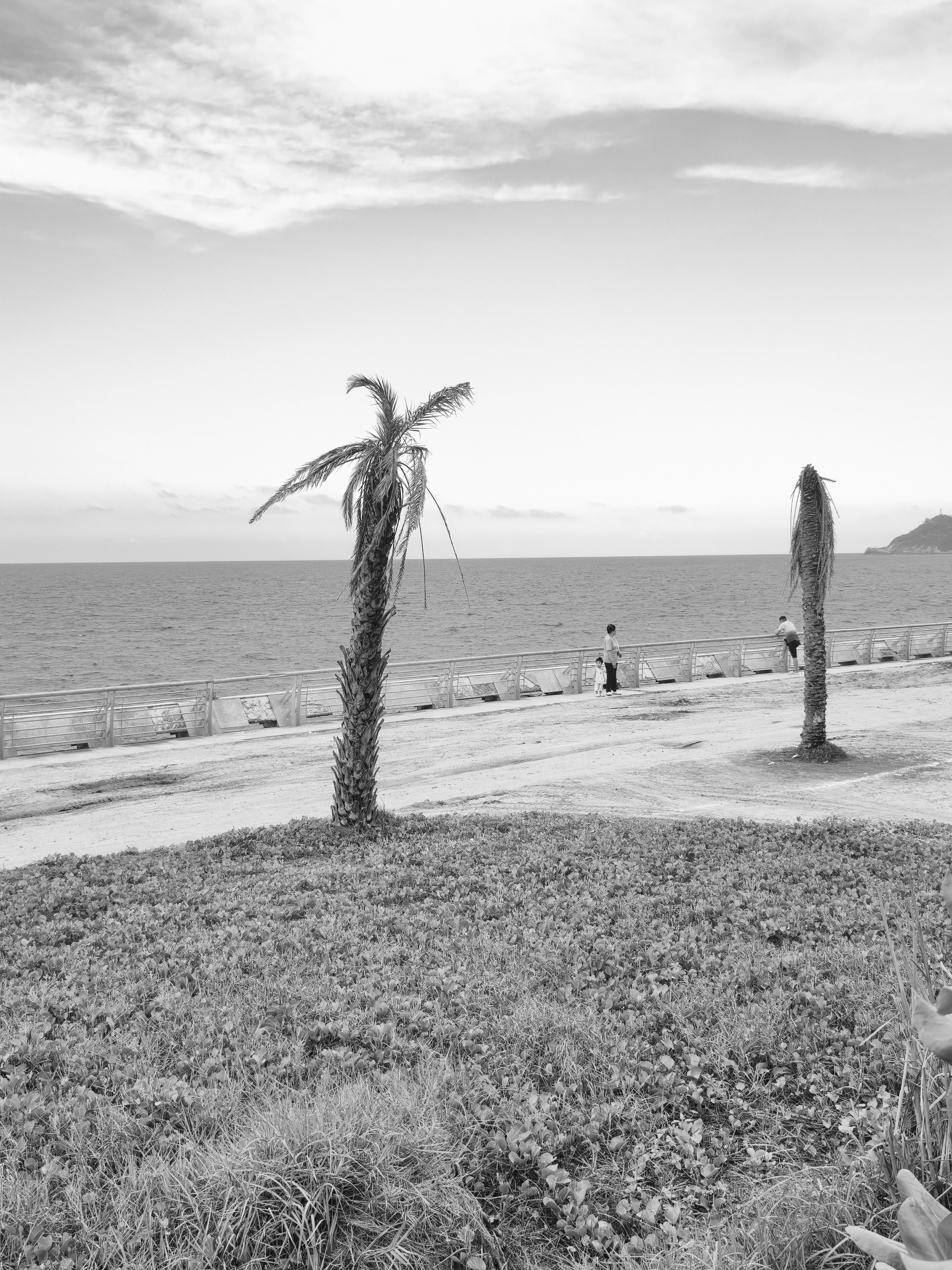 Palm Sentinels Over a Quiet Seaside Promenade