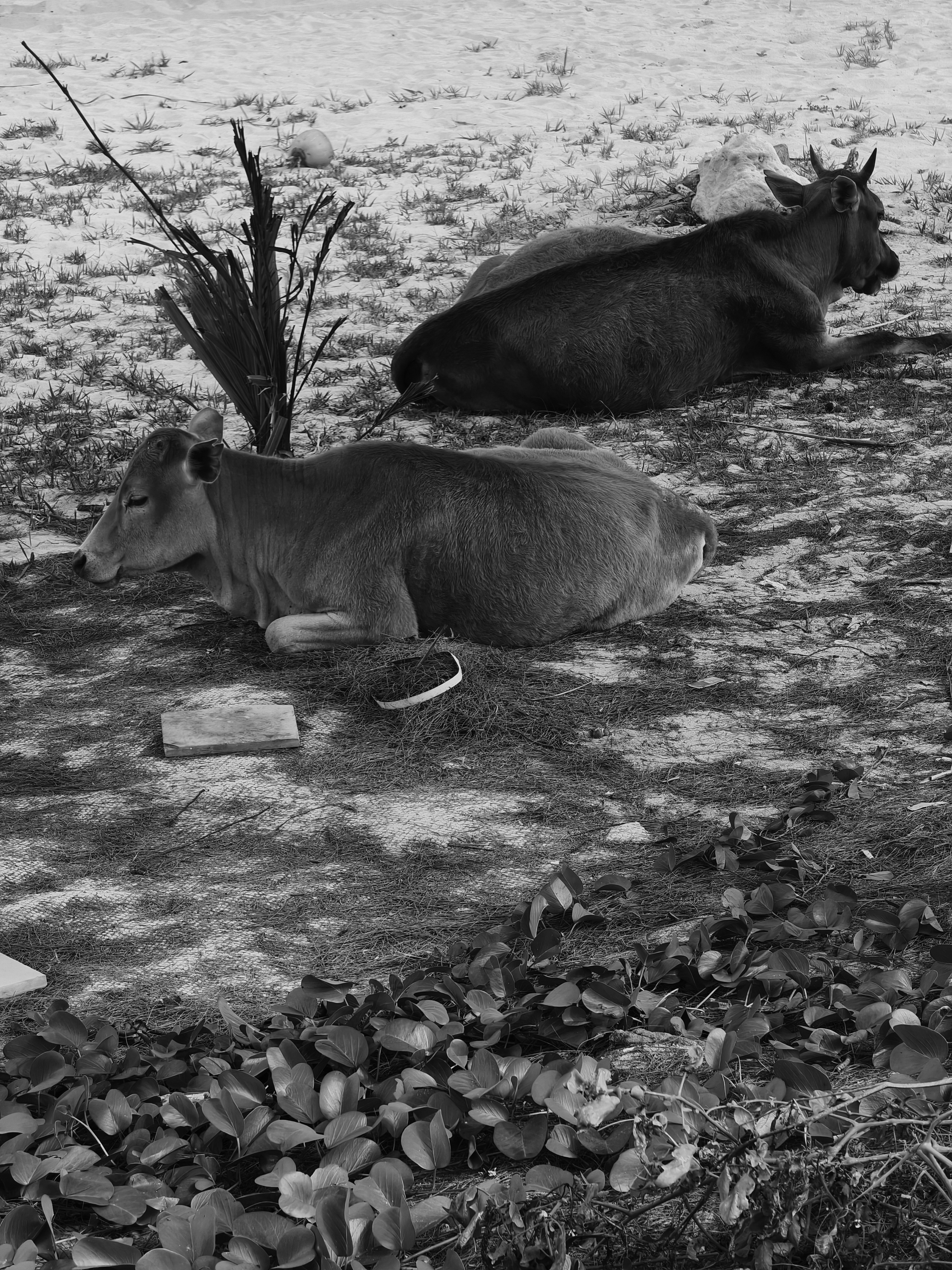 Resting Cattle Under Sparse Shade in a Dry Landscape