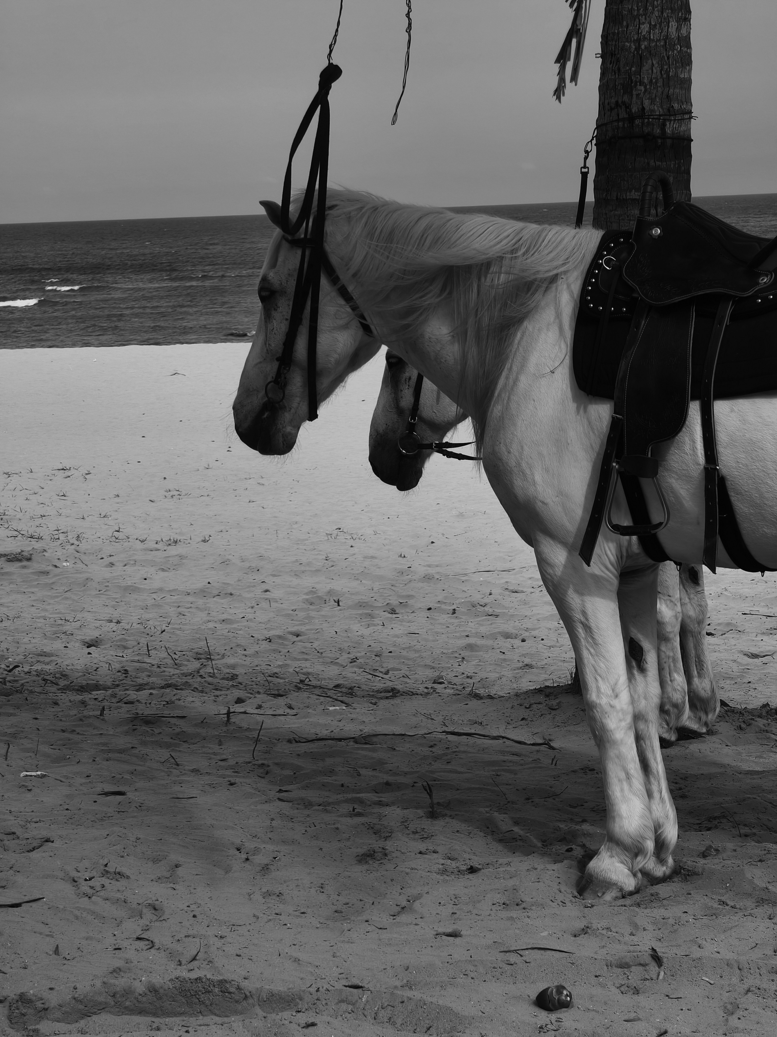 Quiet Equine at Dusk: A Lone Horse on a Beach