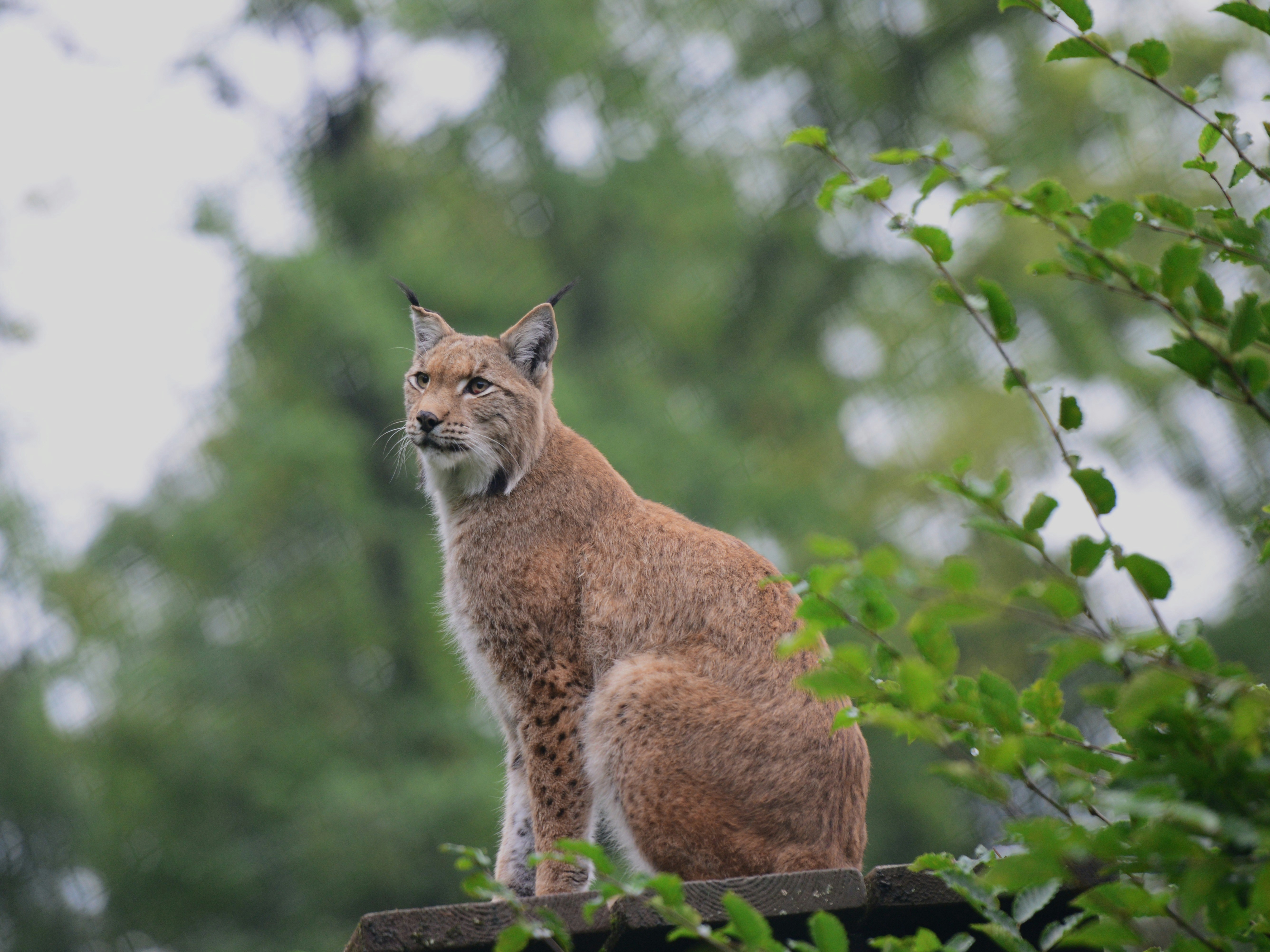 Lynx on a Branch: Watchful Pause in a Green Canopy