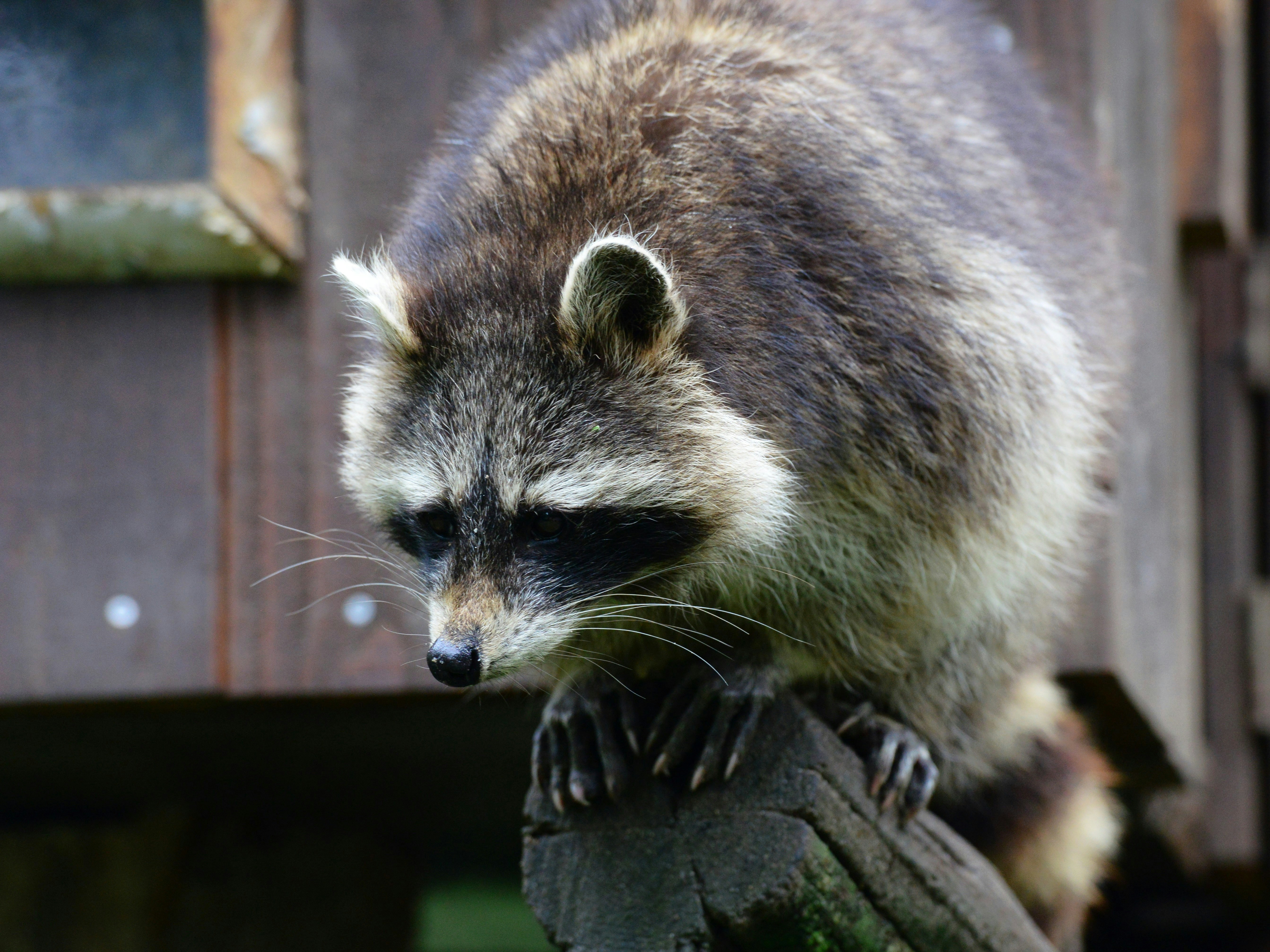 Curious Raccoon Scout Perches on Weathered Timber