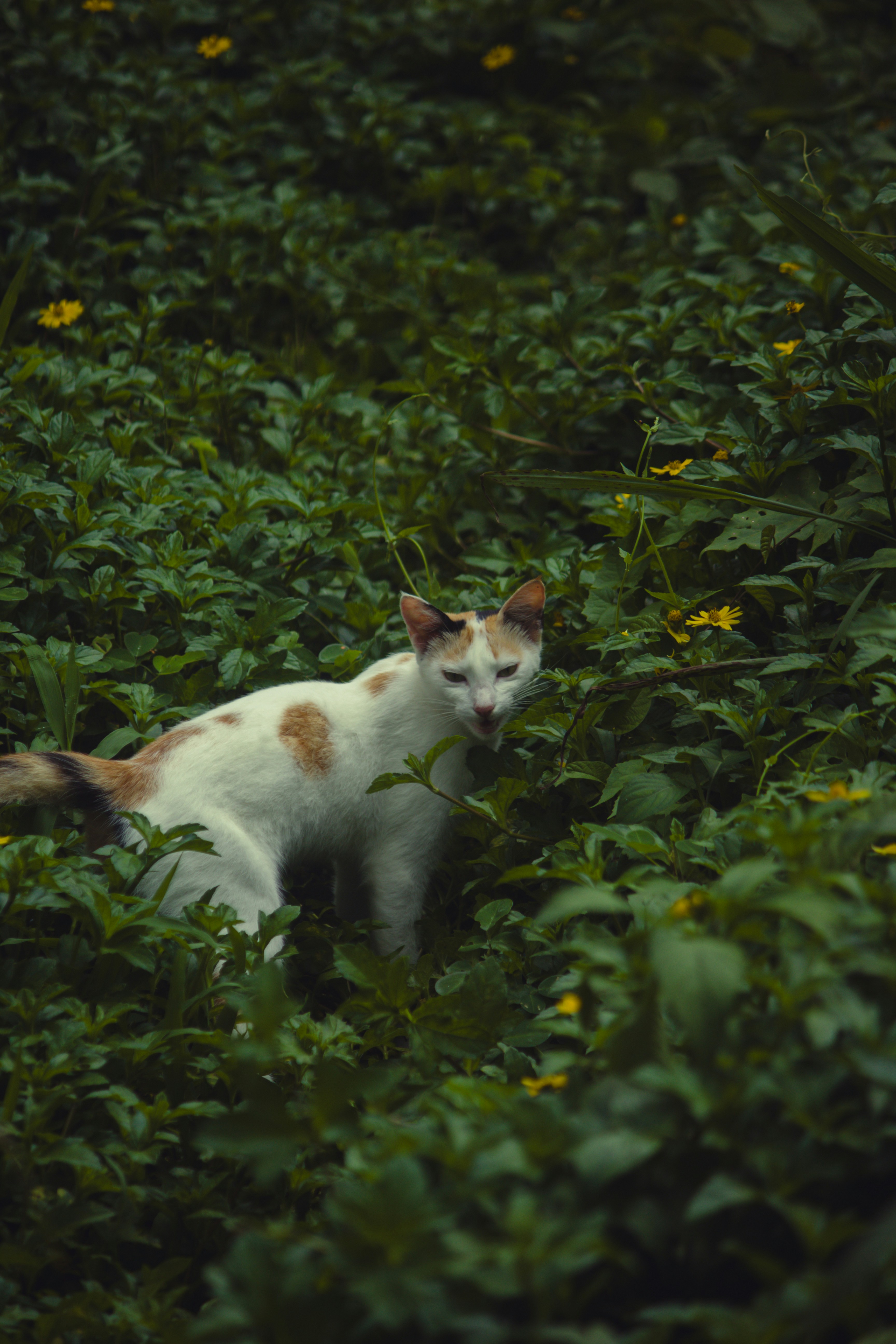 Hidden Whiskers: Cat in a Sea of Green and Yellow Blooms