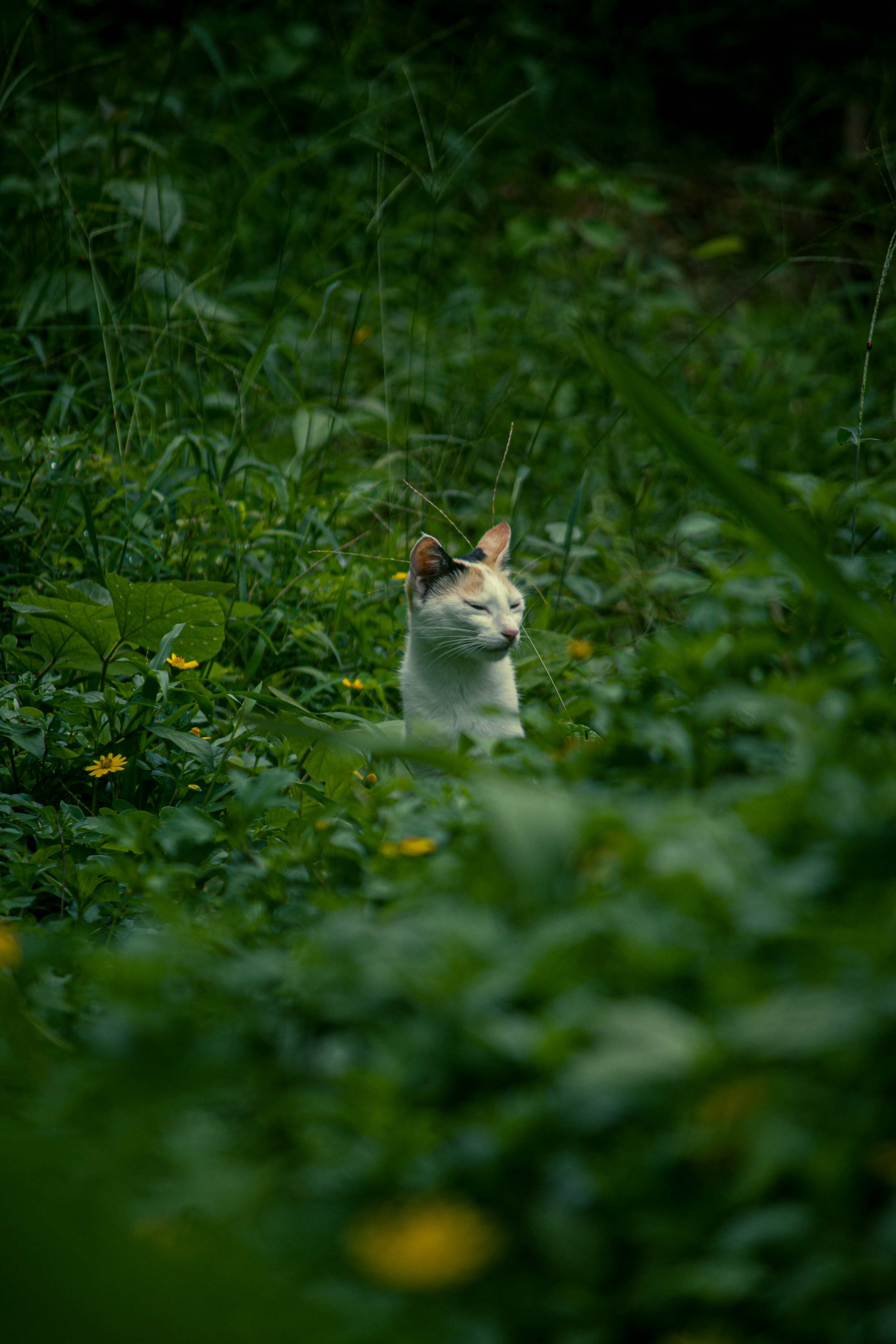 Hidden Observer: A Curious Cat in the Emerald Understory