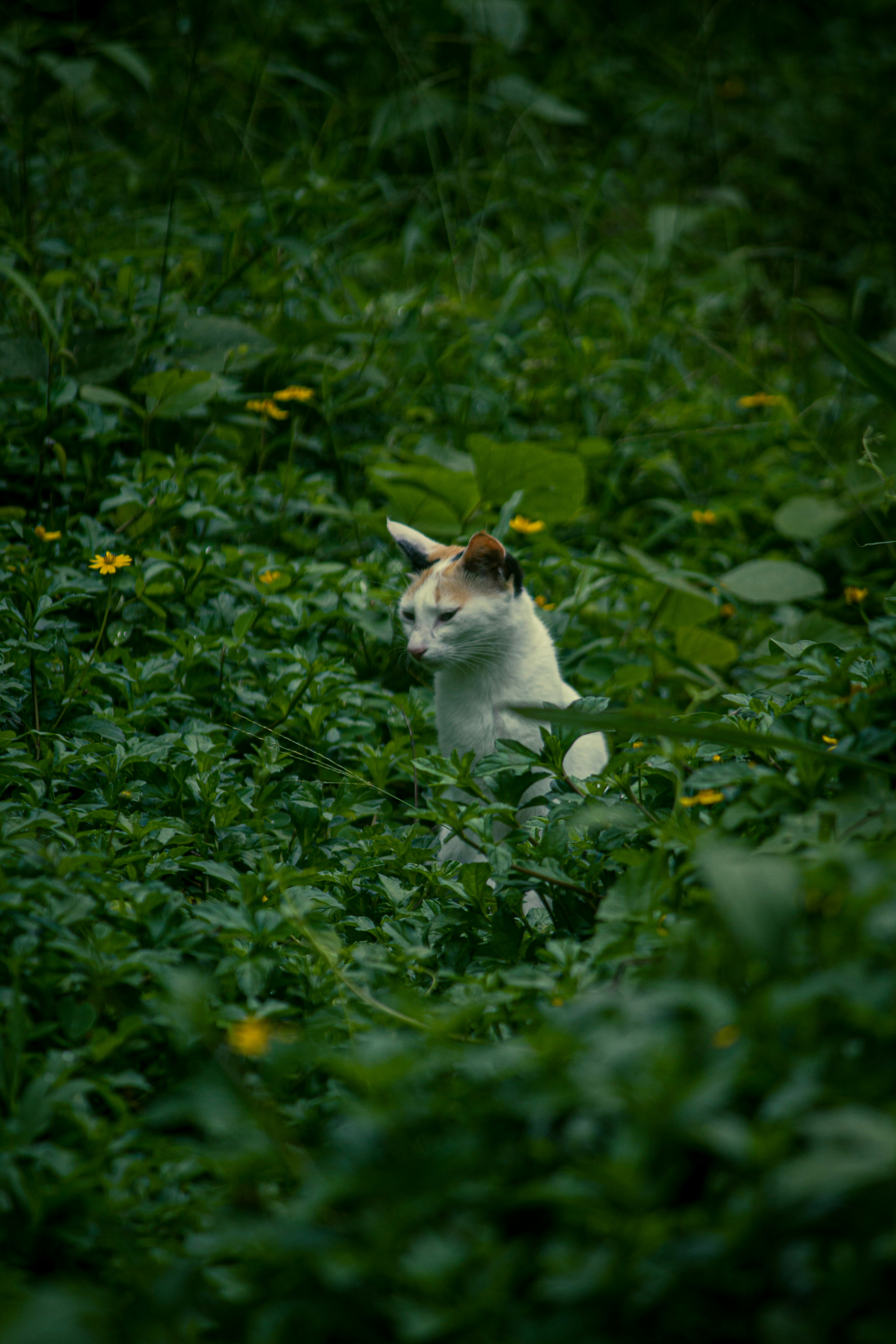 Hidden in the Meadow: A Curious Cat Among Yellow Blooms