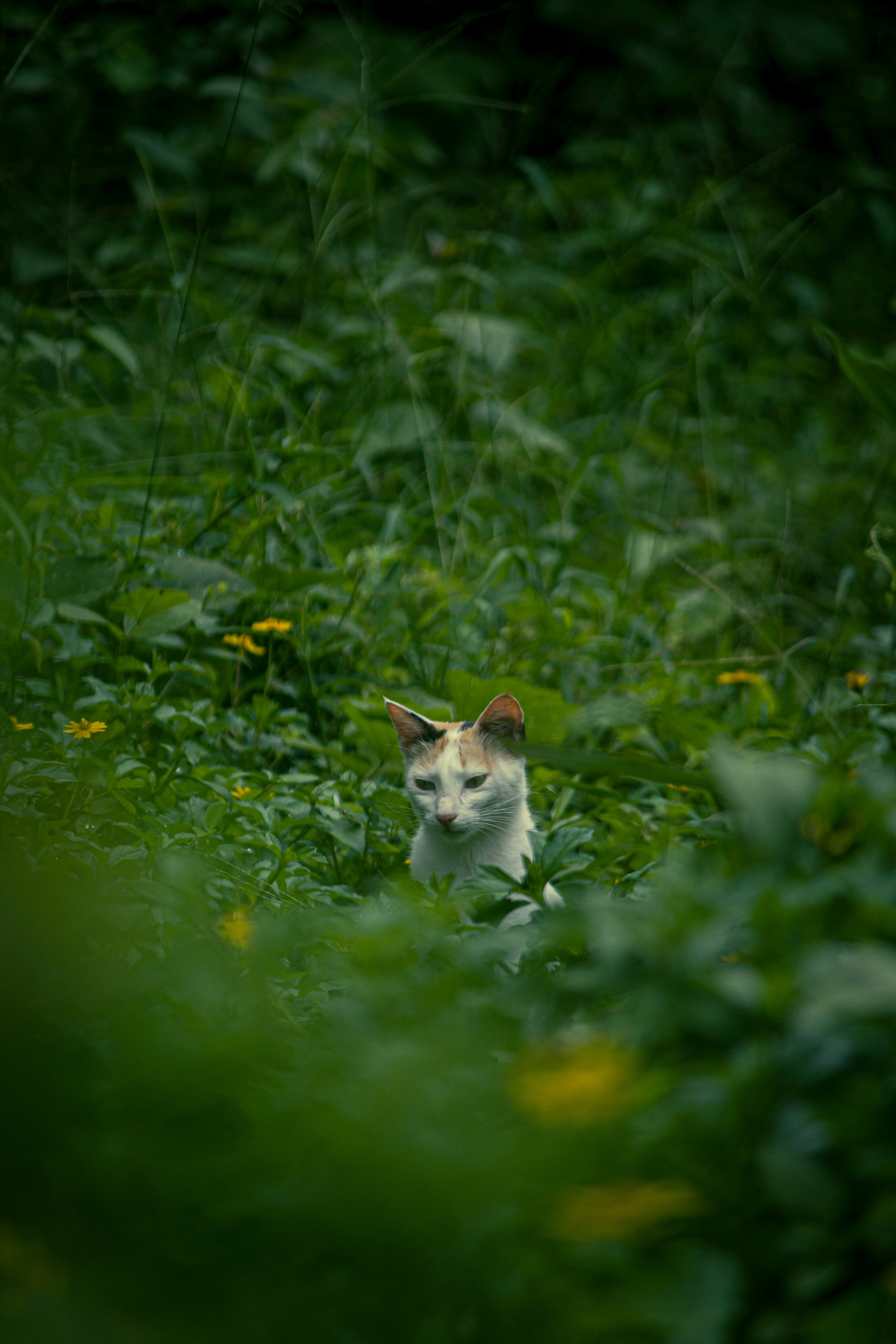 Hidden Observer: a cat’s calm gaze in a meadow of green and yellow