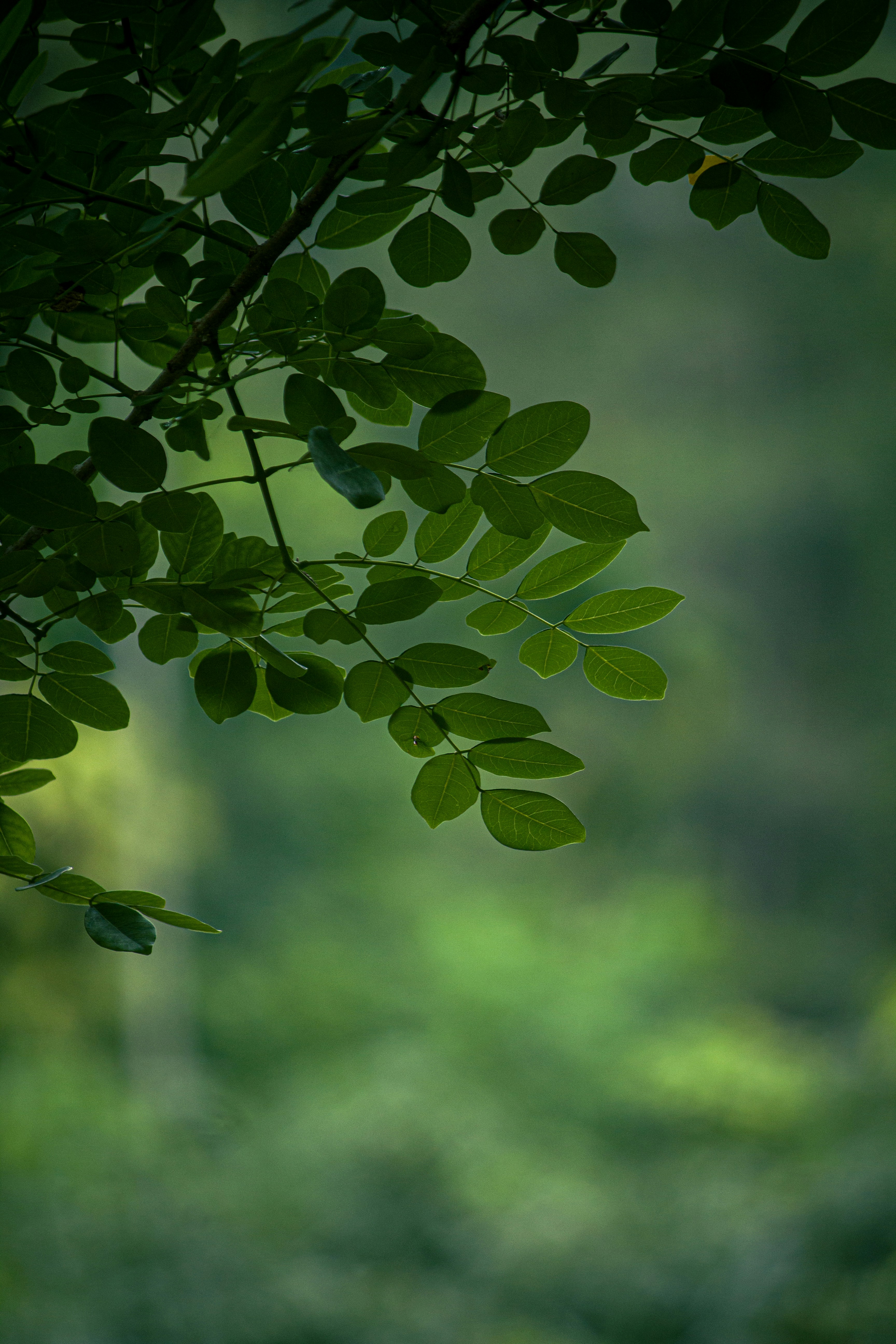 Green leaves on a tree branch with blurred background photo – Free ...