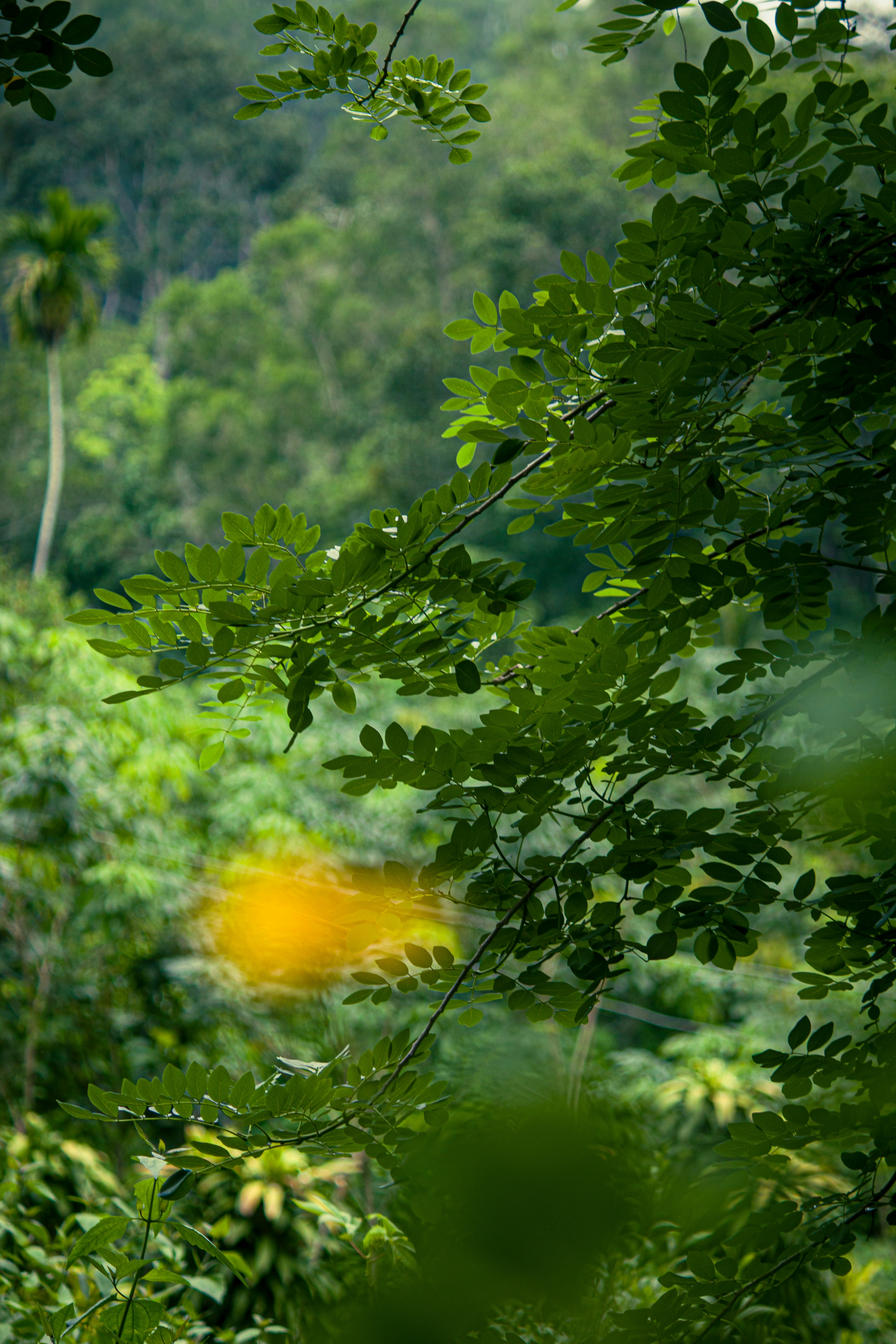 Overhanging emerald fringe: a sunlit canopy frame