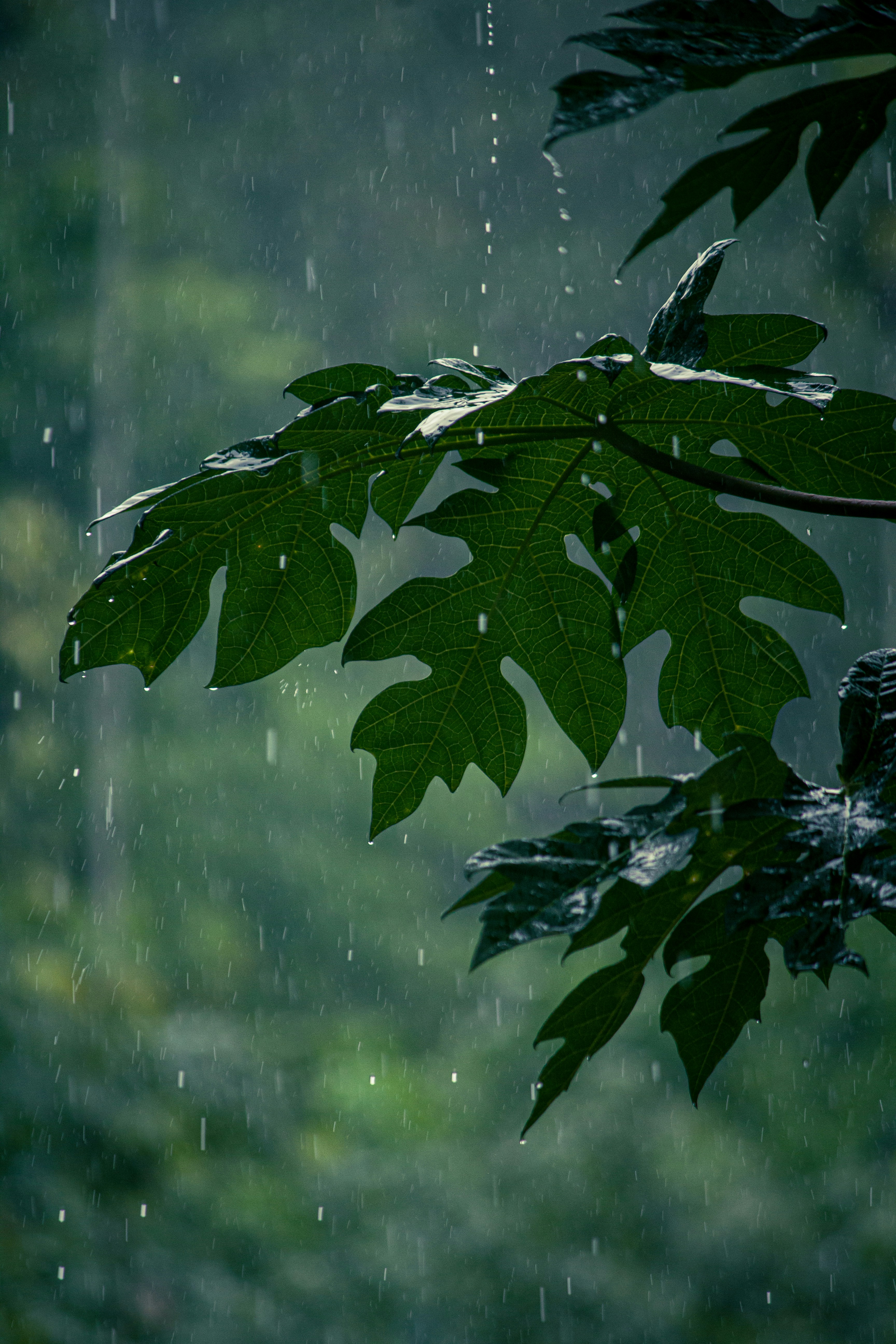 Rain-kissed Maple Leaves: Quiet Green in Blur and Drops
