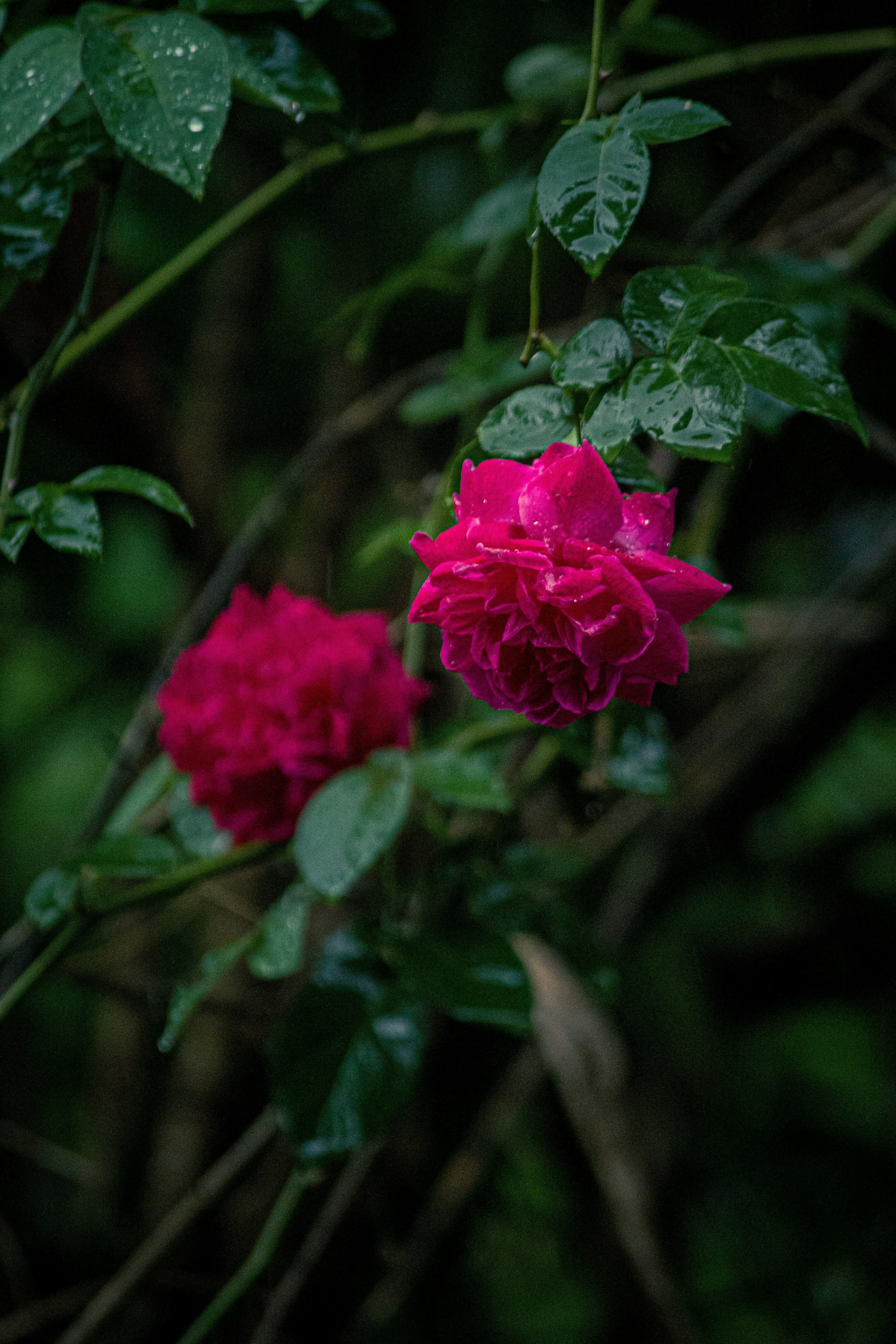 Crimson Bloom in Leafy Silence