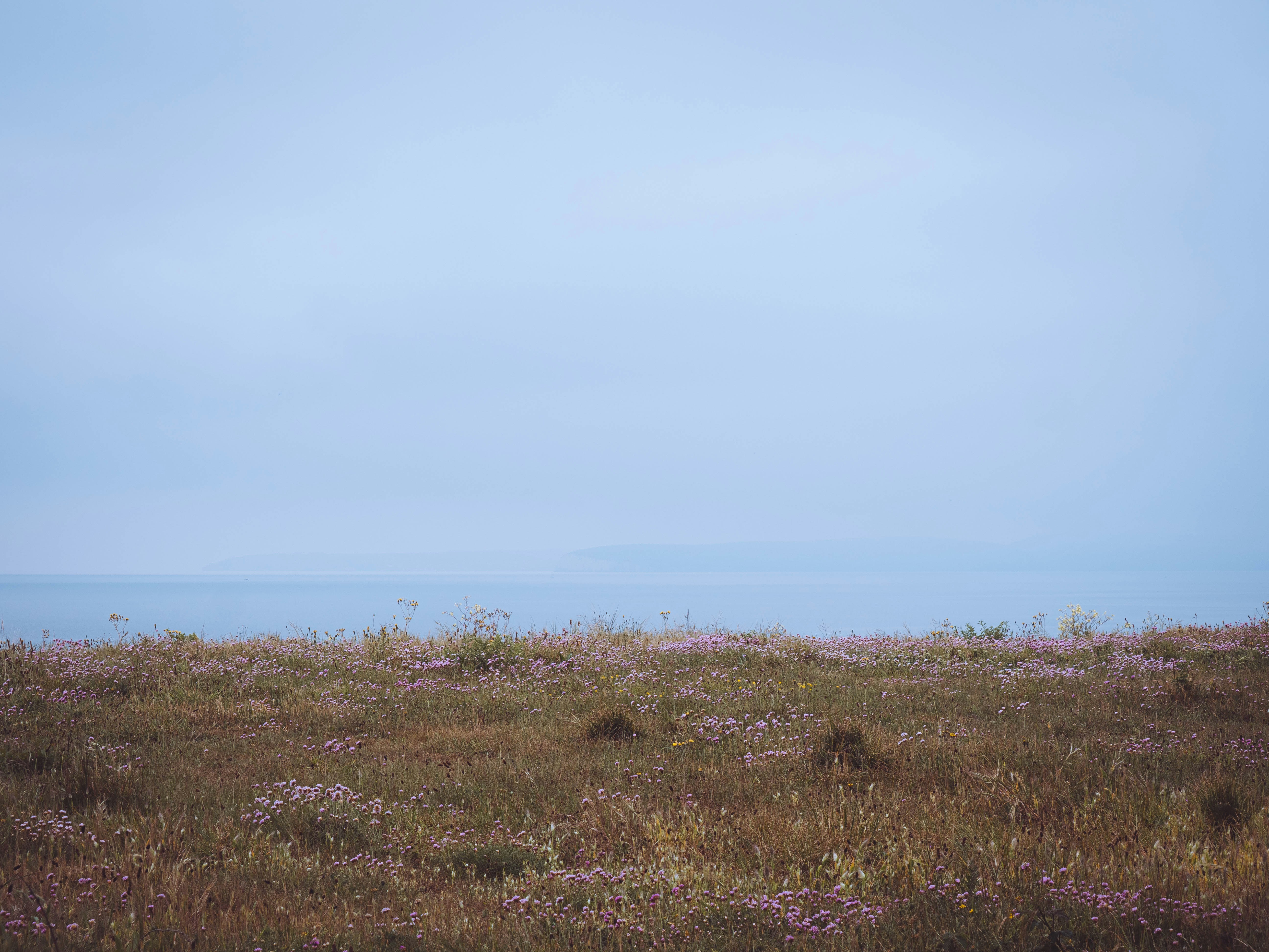 Coastal Meadow at Distant Horizon