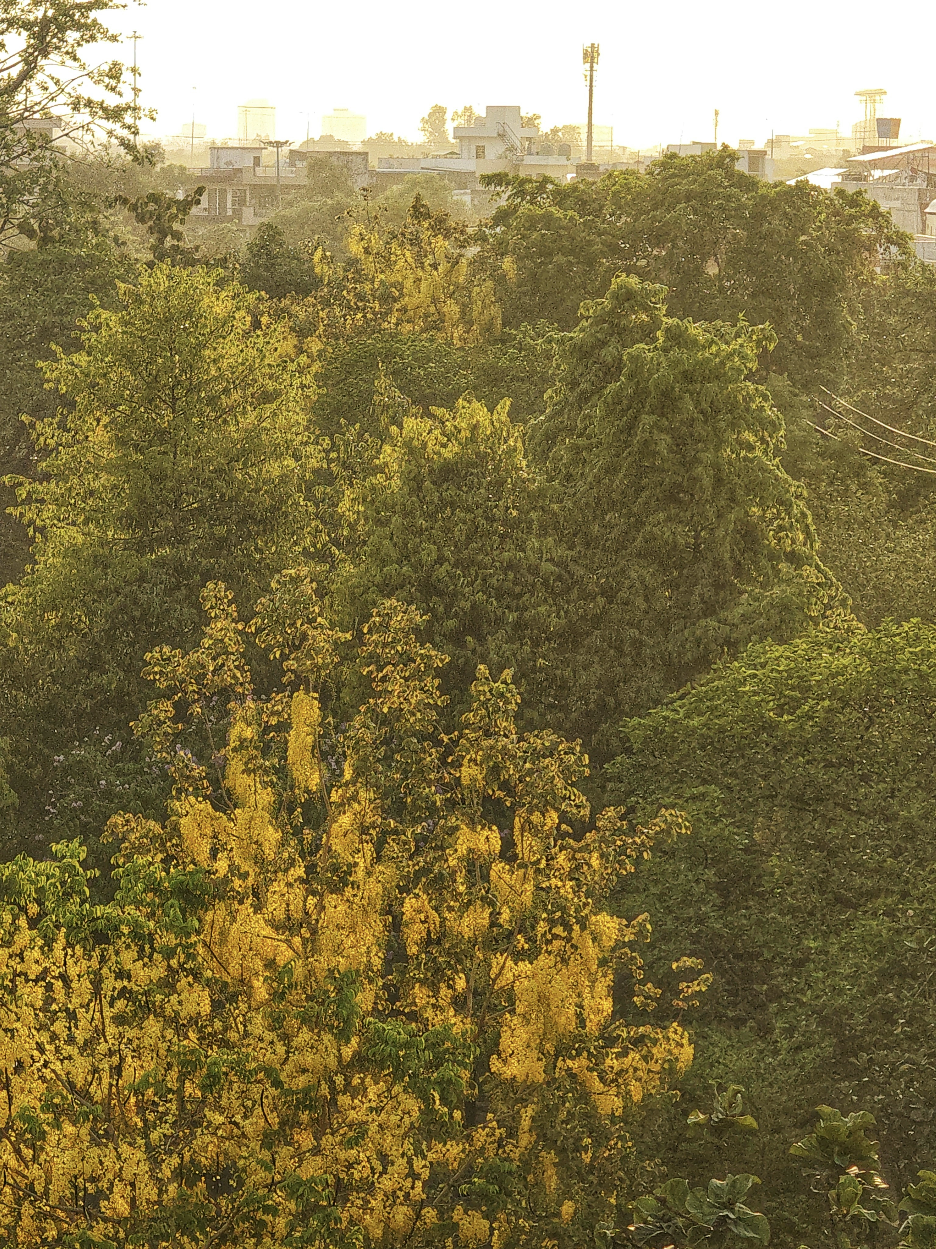 Golden Hour Canopy over City Ridge