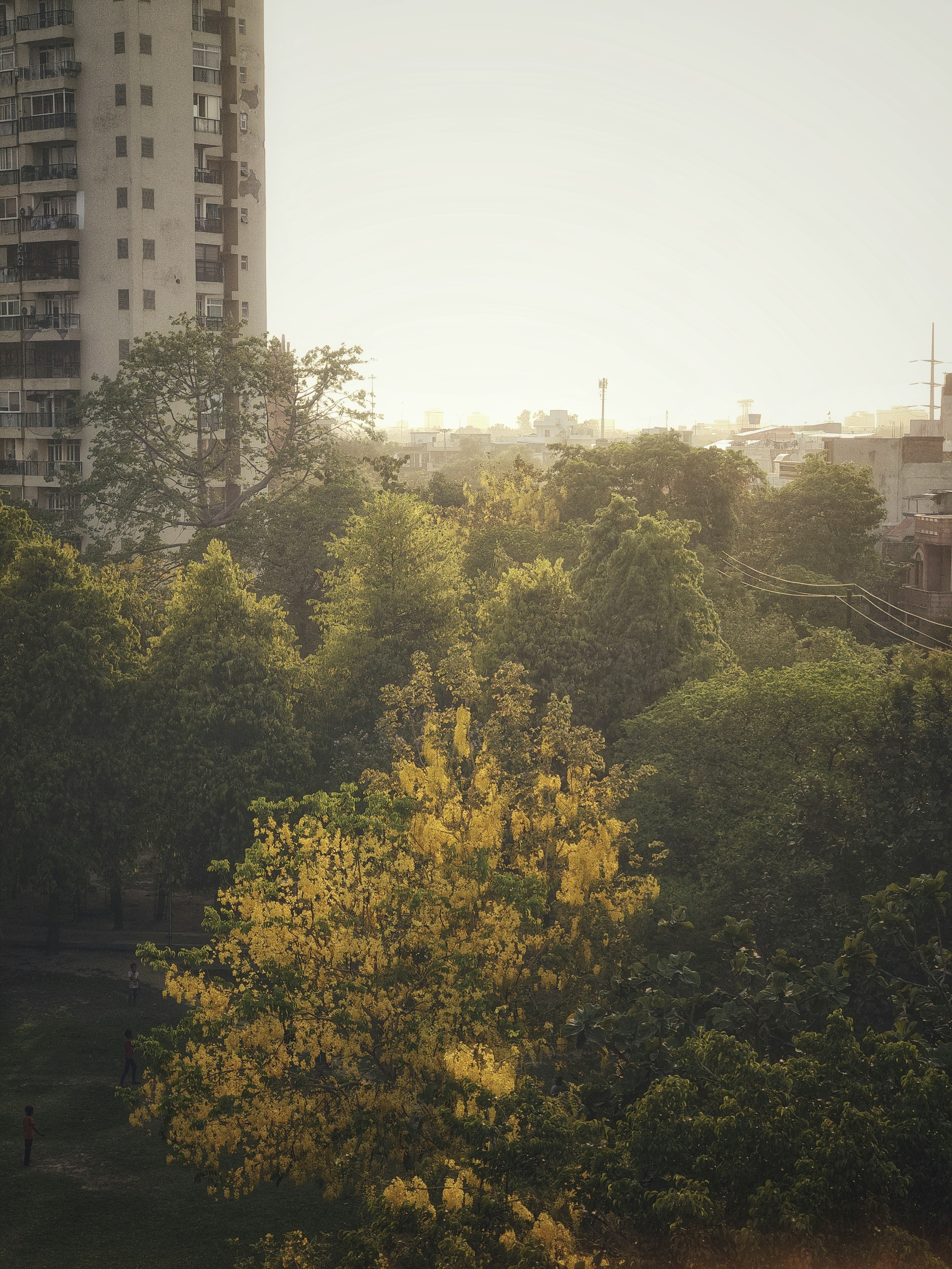 Golden-leaved canopy at dusk over a quiet urban park