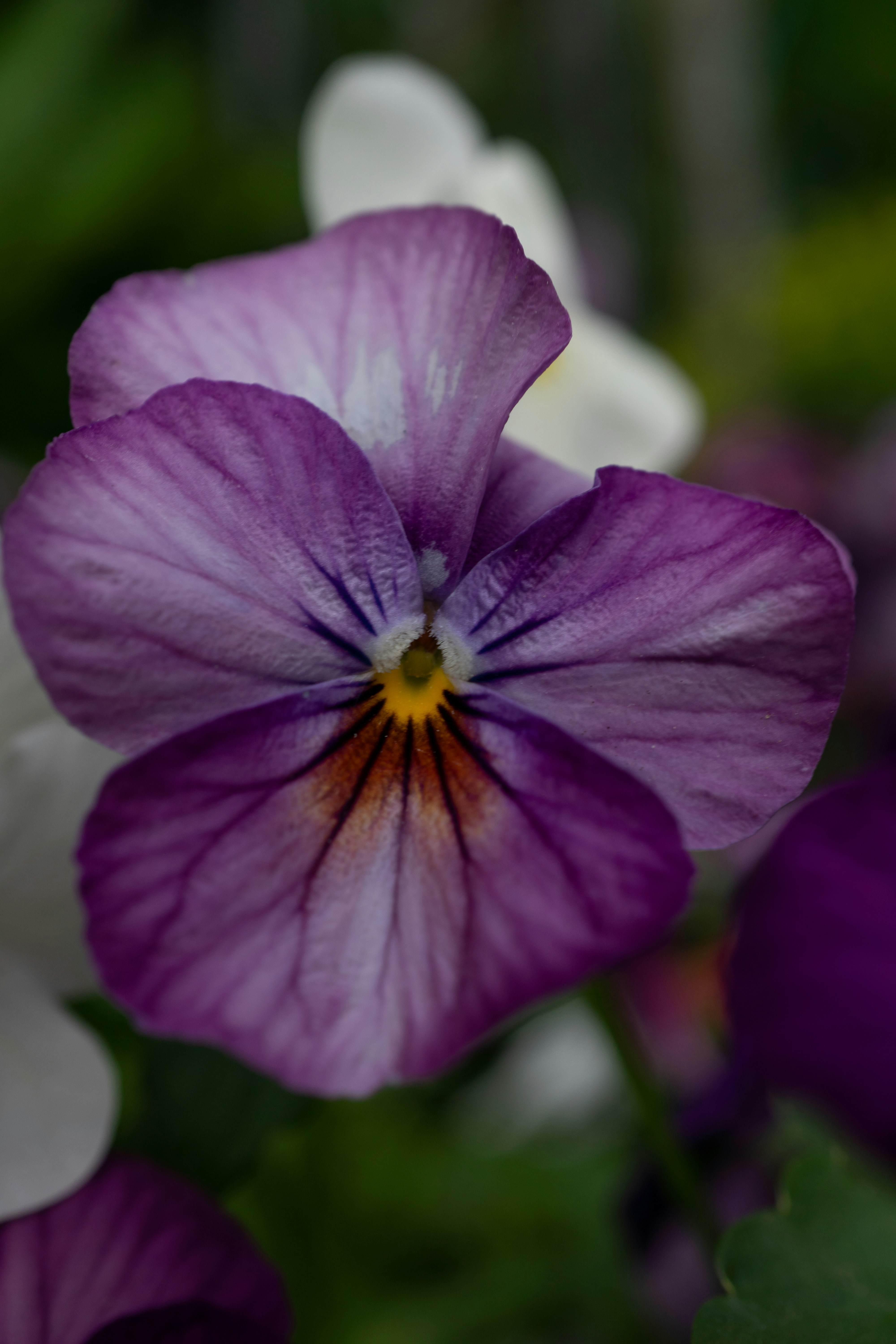 Purple pansy in sharp focus with soft bokeh backdrop