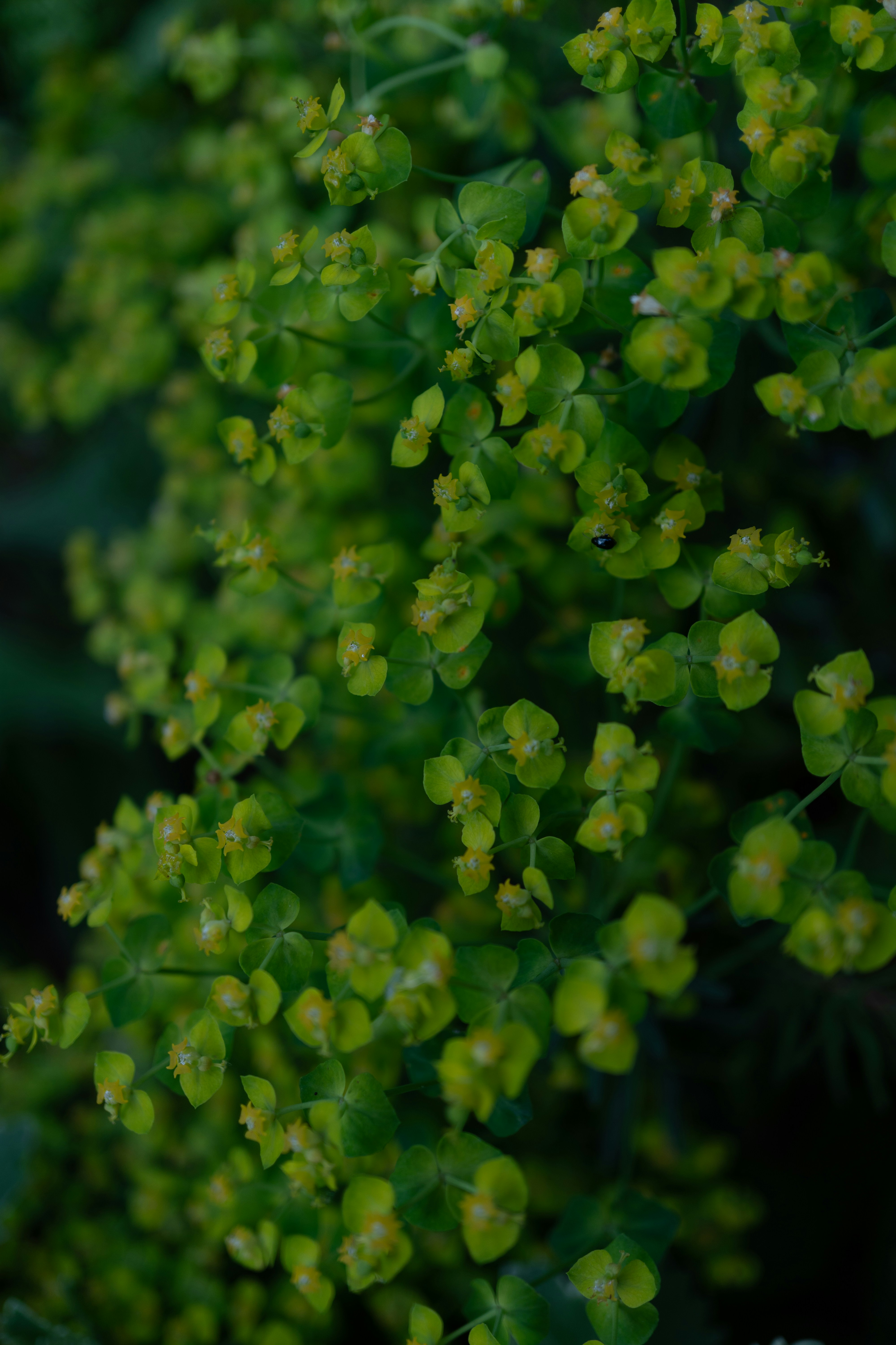 Emerald cascade: clustered yellow-green blooms weave through deep green foliage