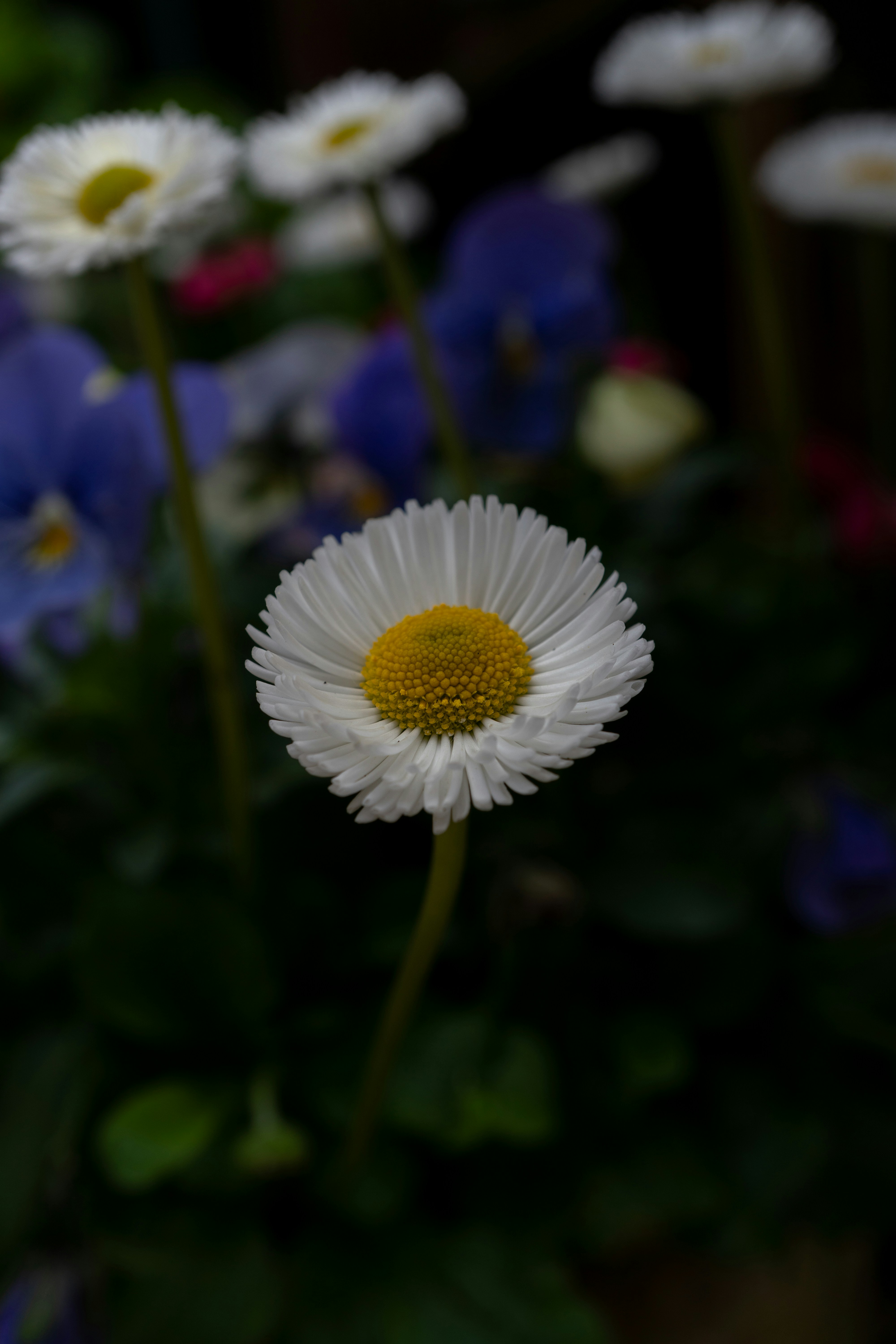 Center of Bloom: A daisylike blossom in soft focus foreground