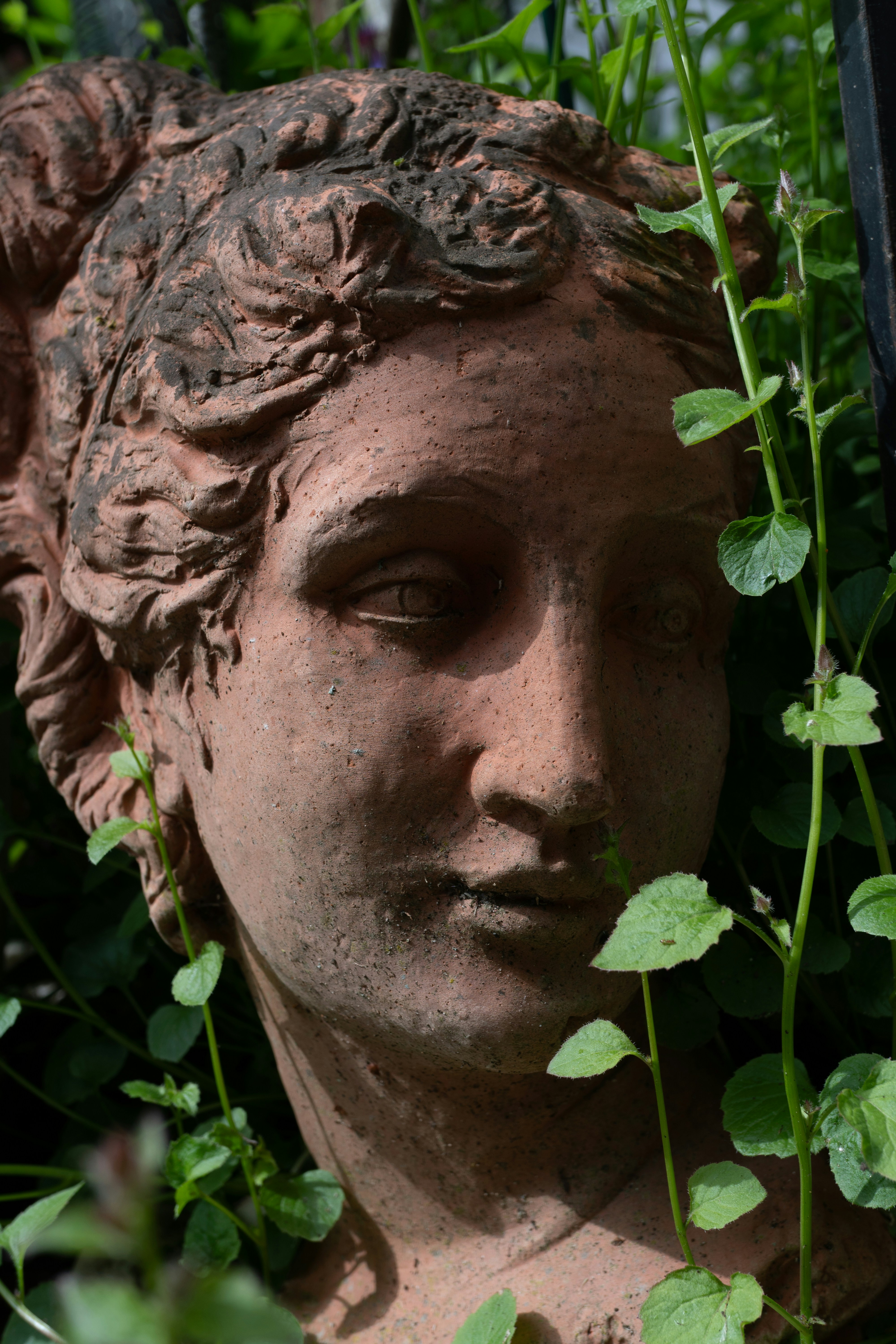 Verdant Veil: A Weathered Bust Emerges Through Greenery