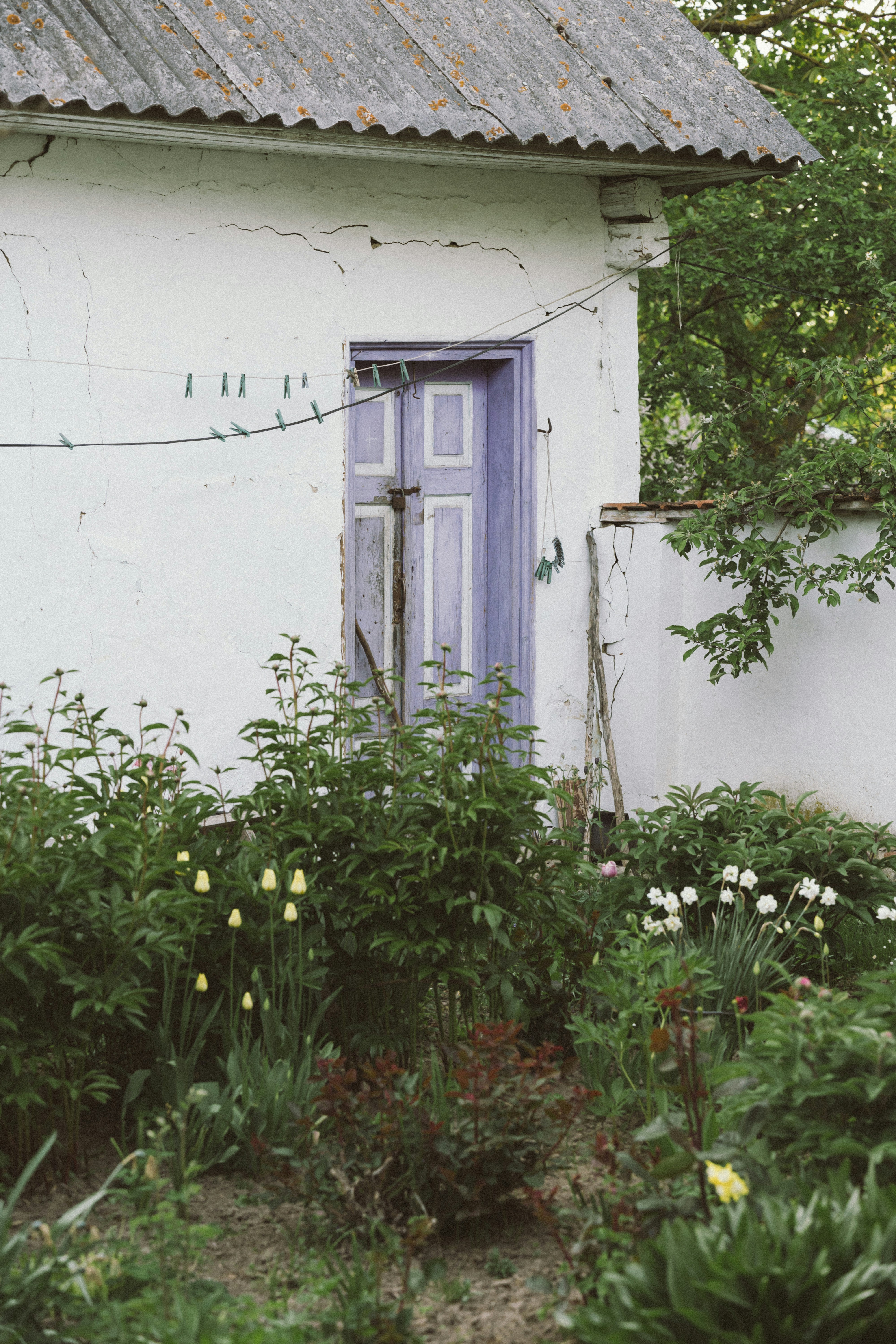 Weathered white cottage with lavender door and overgrown garden bloom