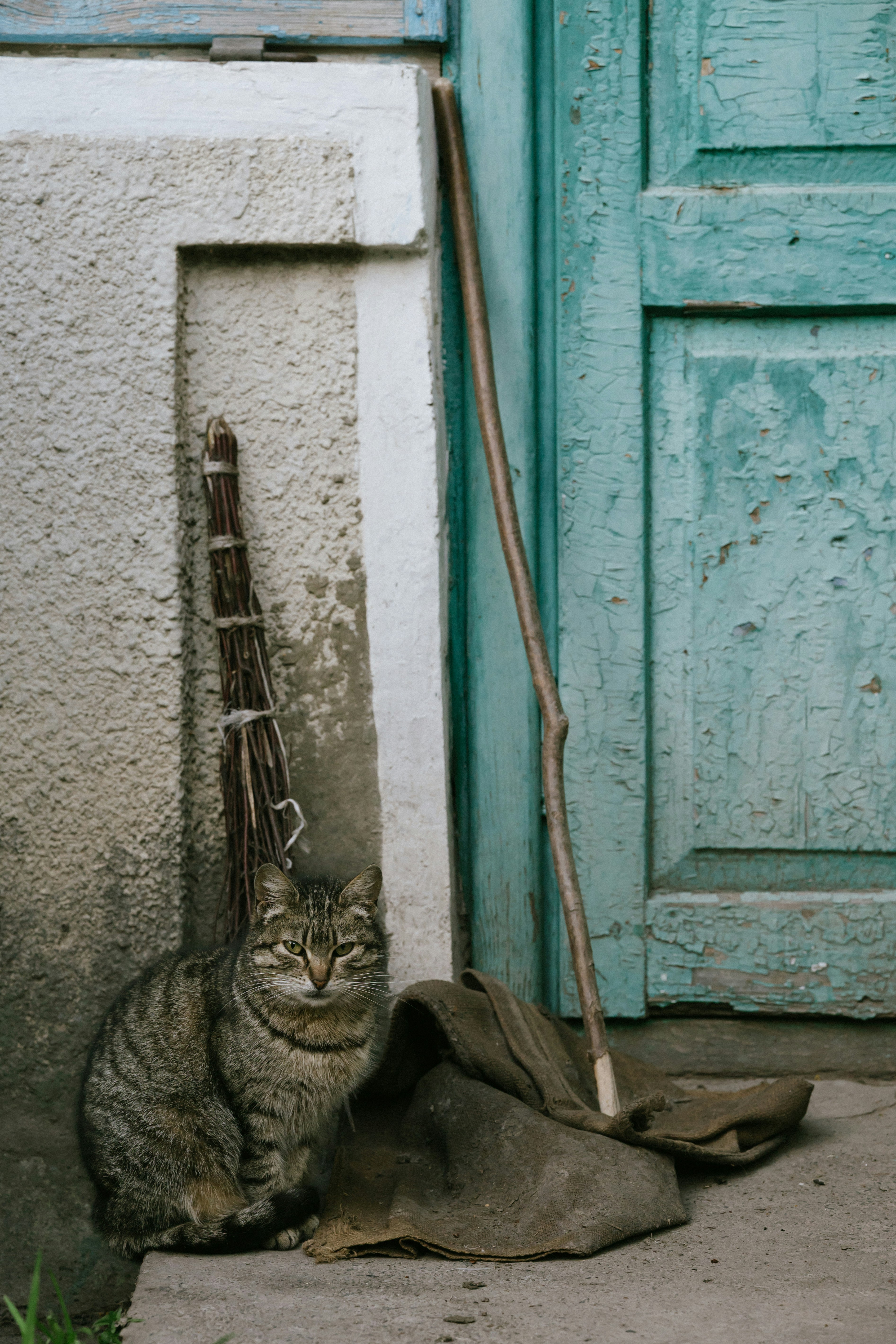 Curled Guardian by the Turquoise Door