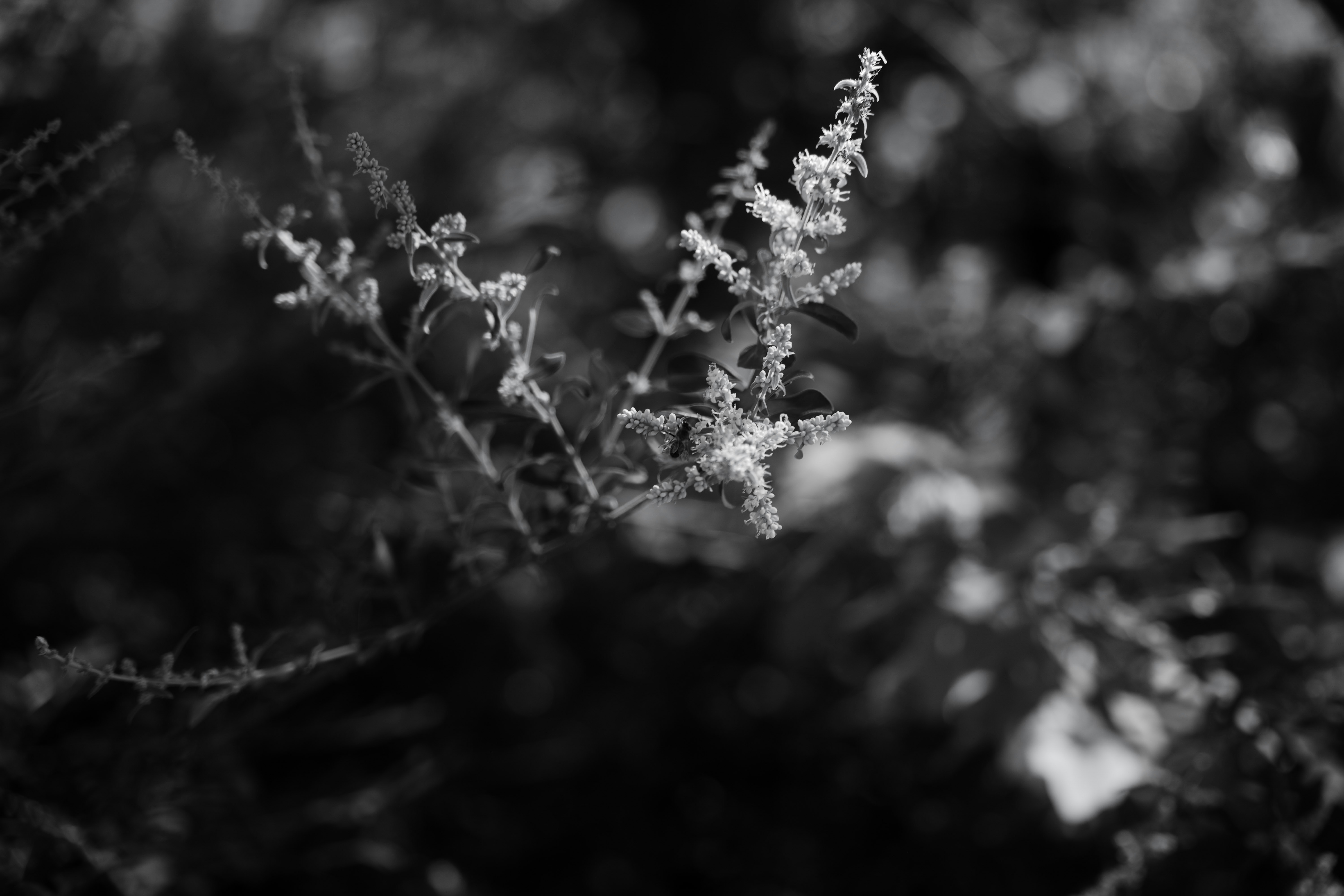 Whispering Sprigs in Moonlit Glade