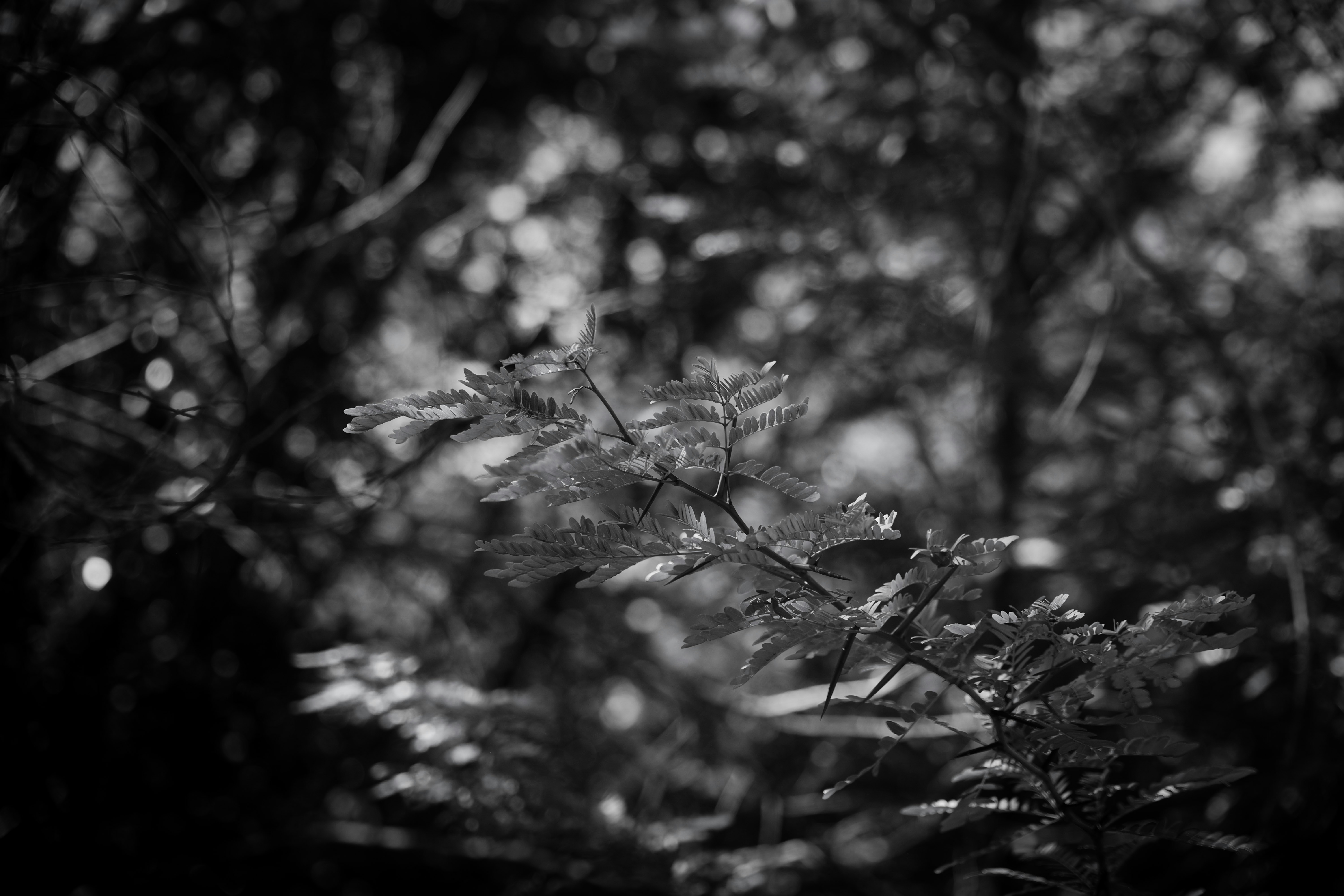 Quiet Ferns in Focus: A Mono Drift Through the Understory