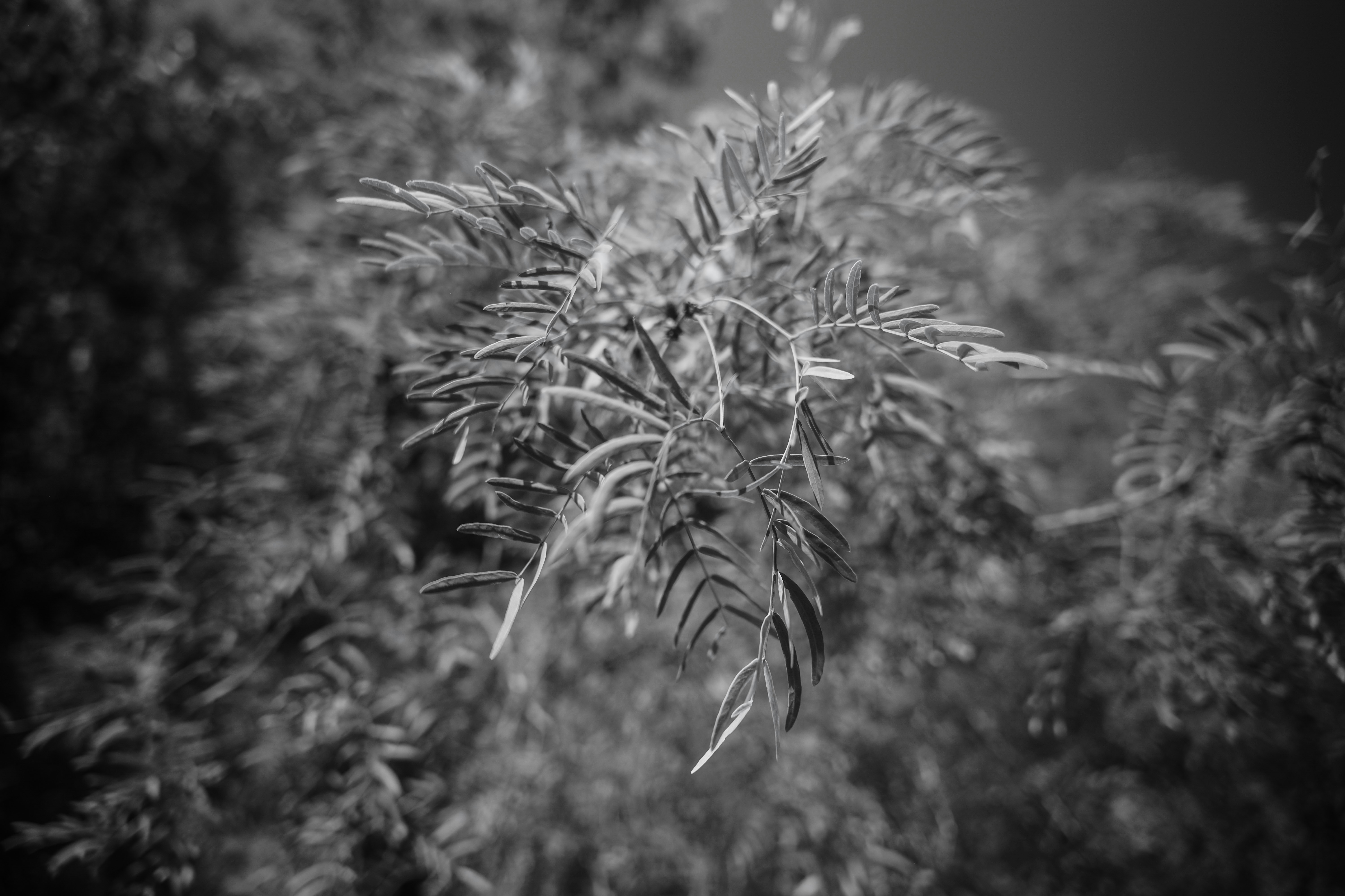 Monochrome Fern in Soft Focus