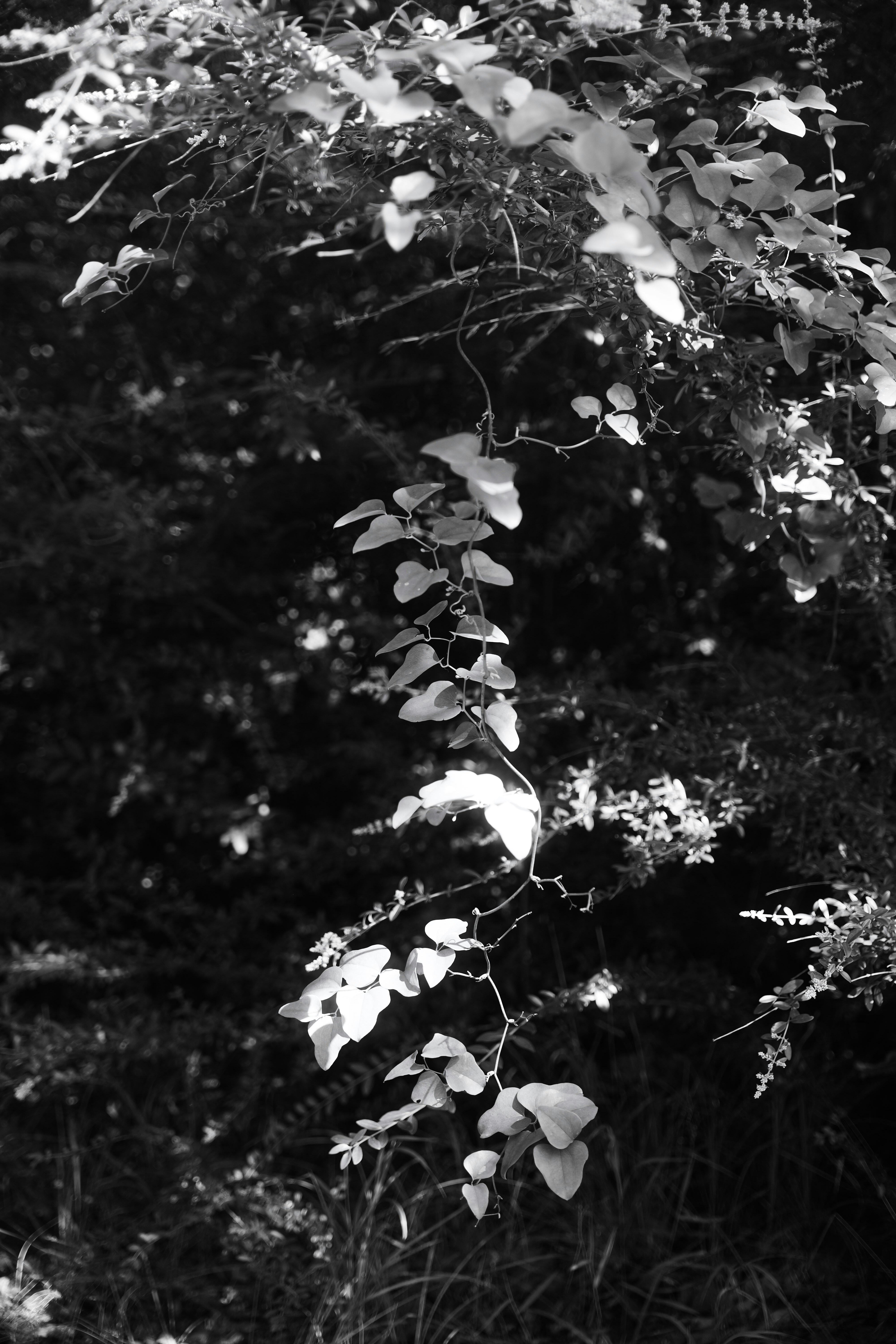 Trailing vine in dappled monochrome: a quiet flora portrait