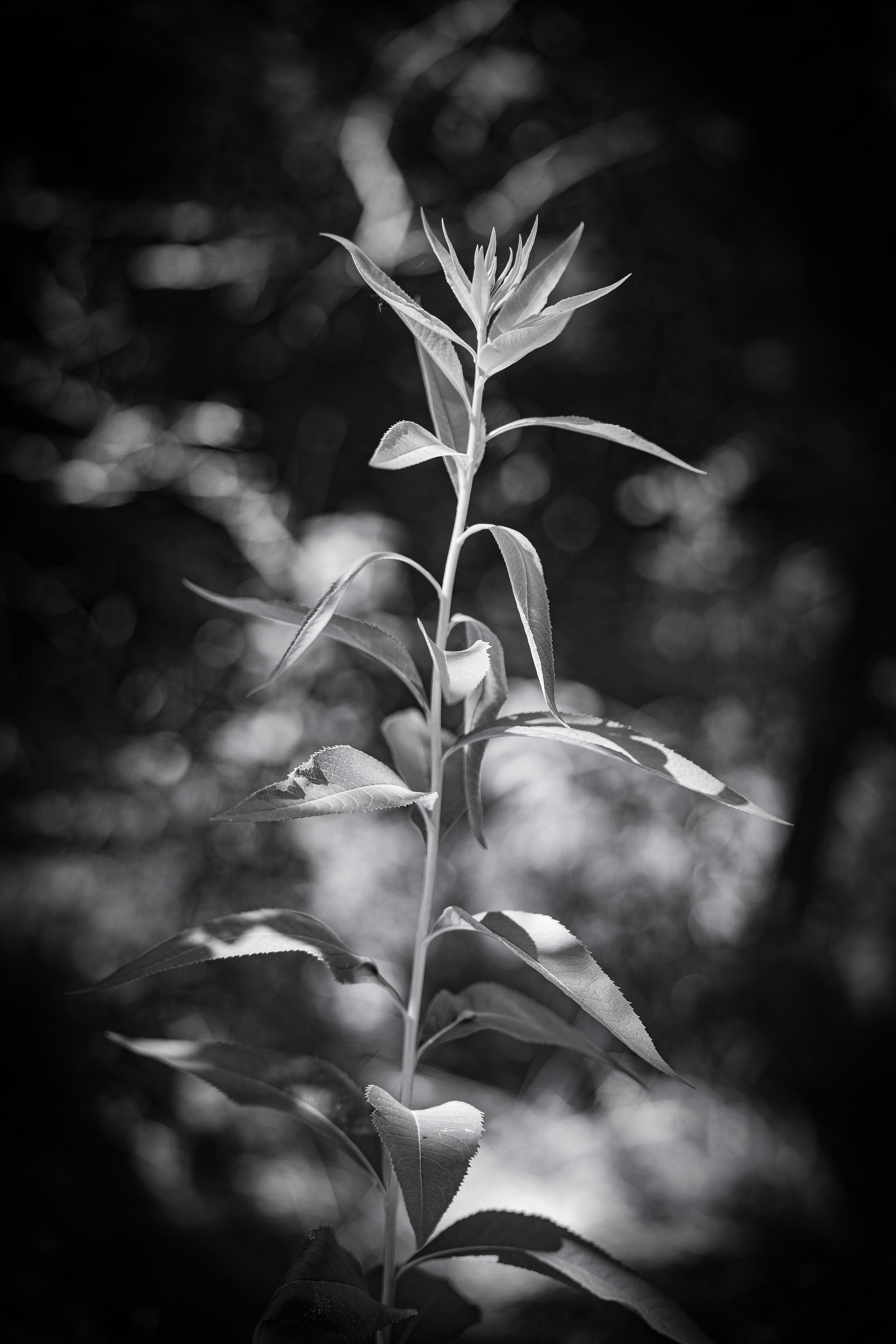 A Quiet Stem Reaches for Light