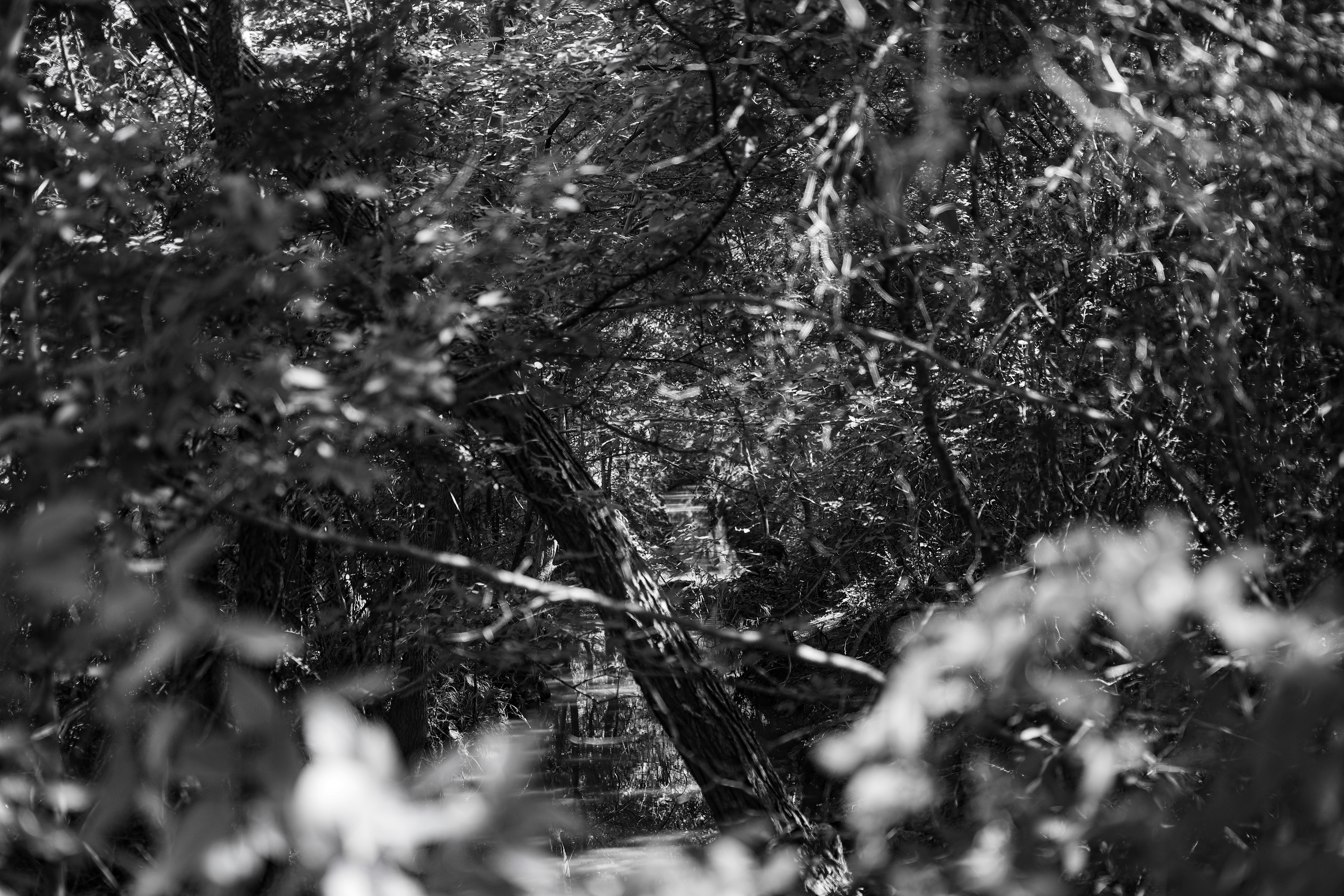 Shadowed Forest Aperture