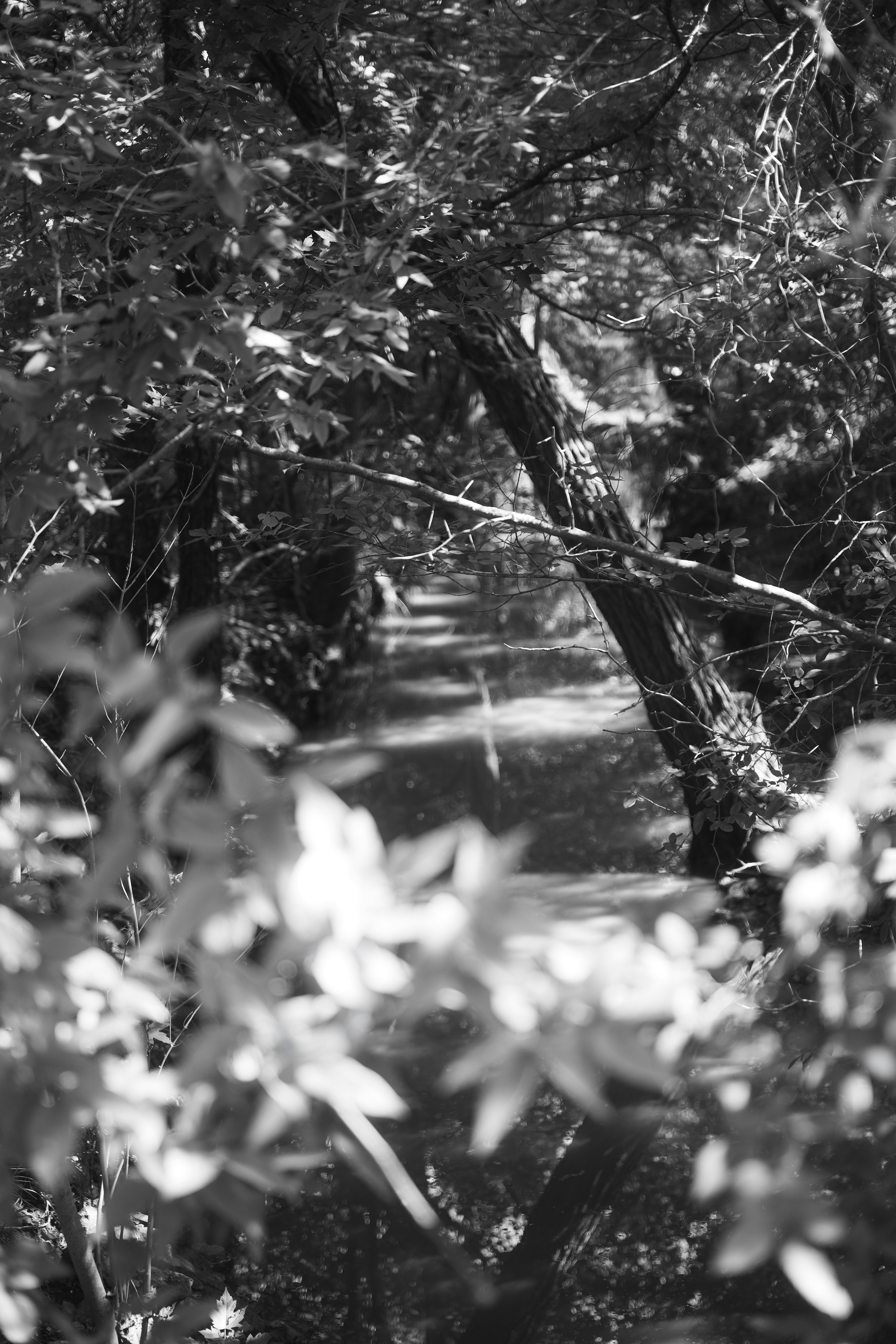 Whispering Path Through Dappled Shade