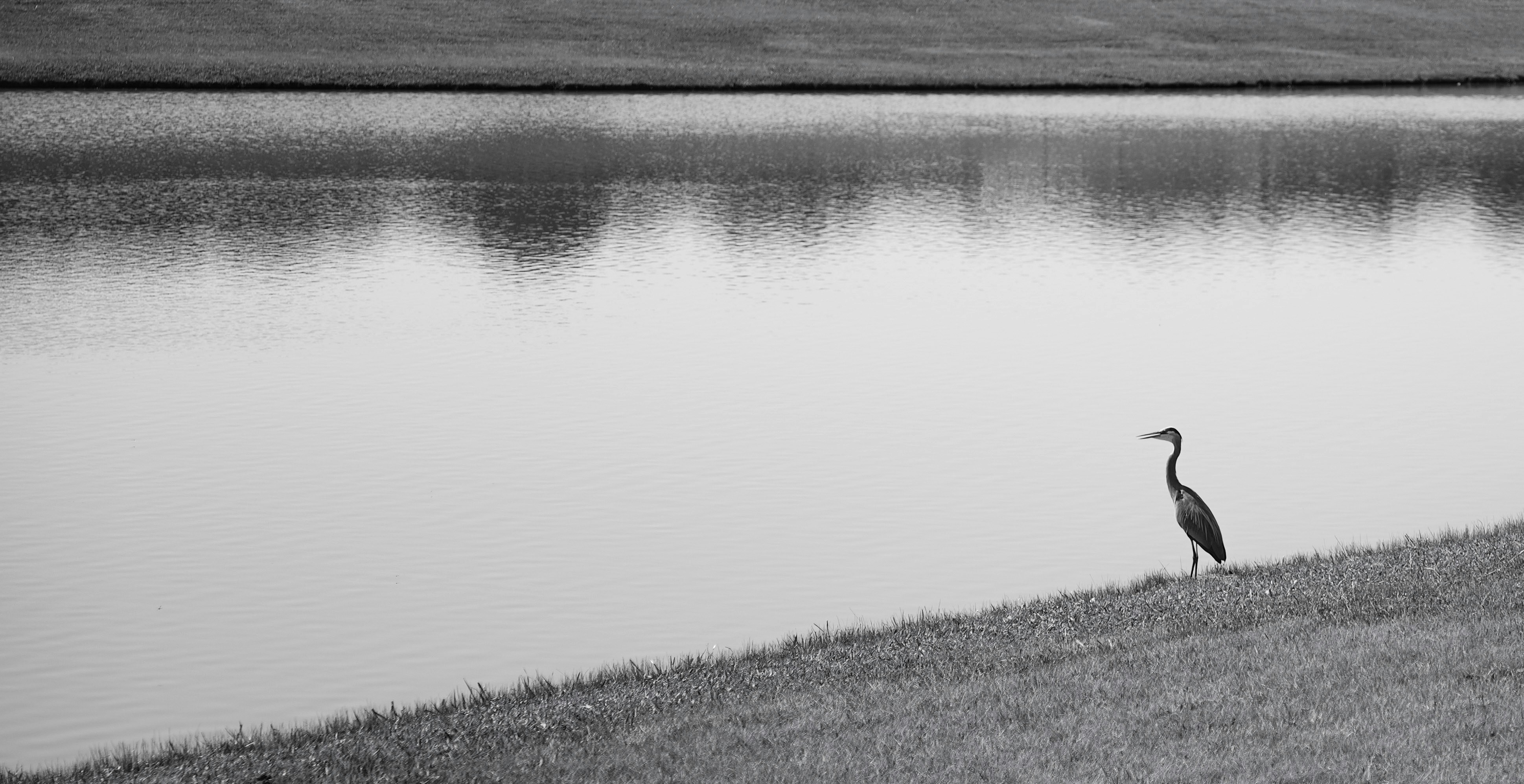 Silhouette by the Shore: A Heron at Dusk