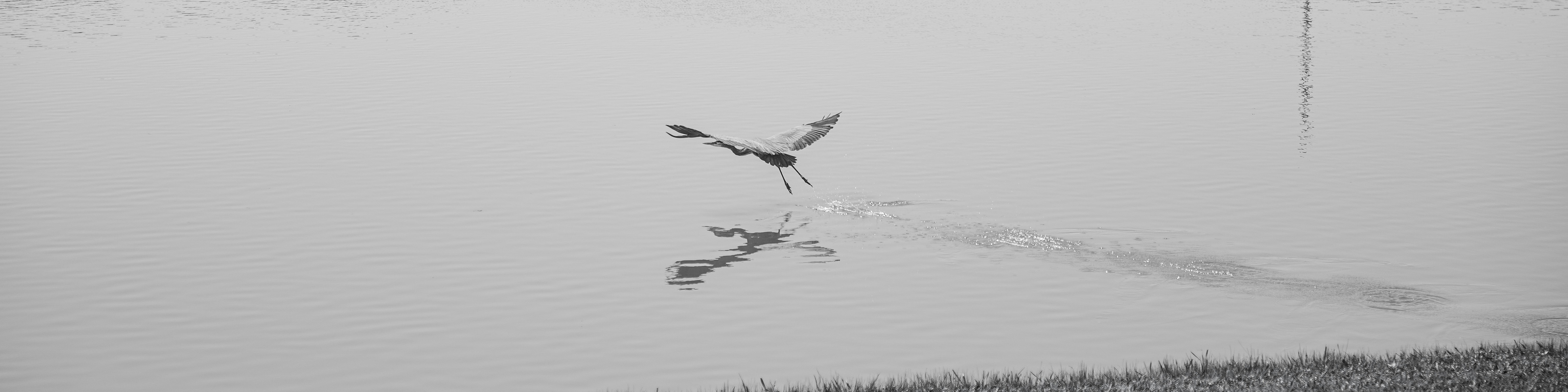 Wingbeat over Glassy Waters: A Solitary Seagull in Quiet Flight