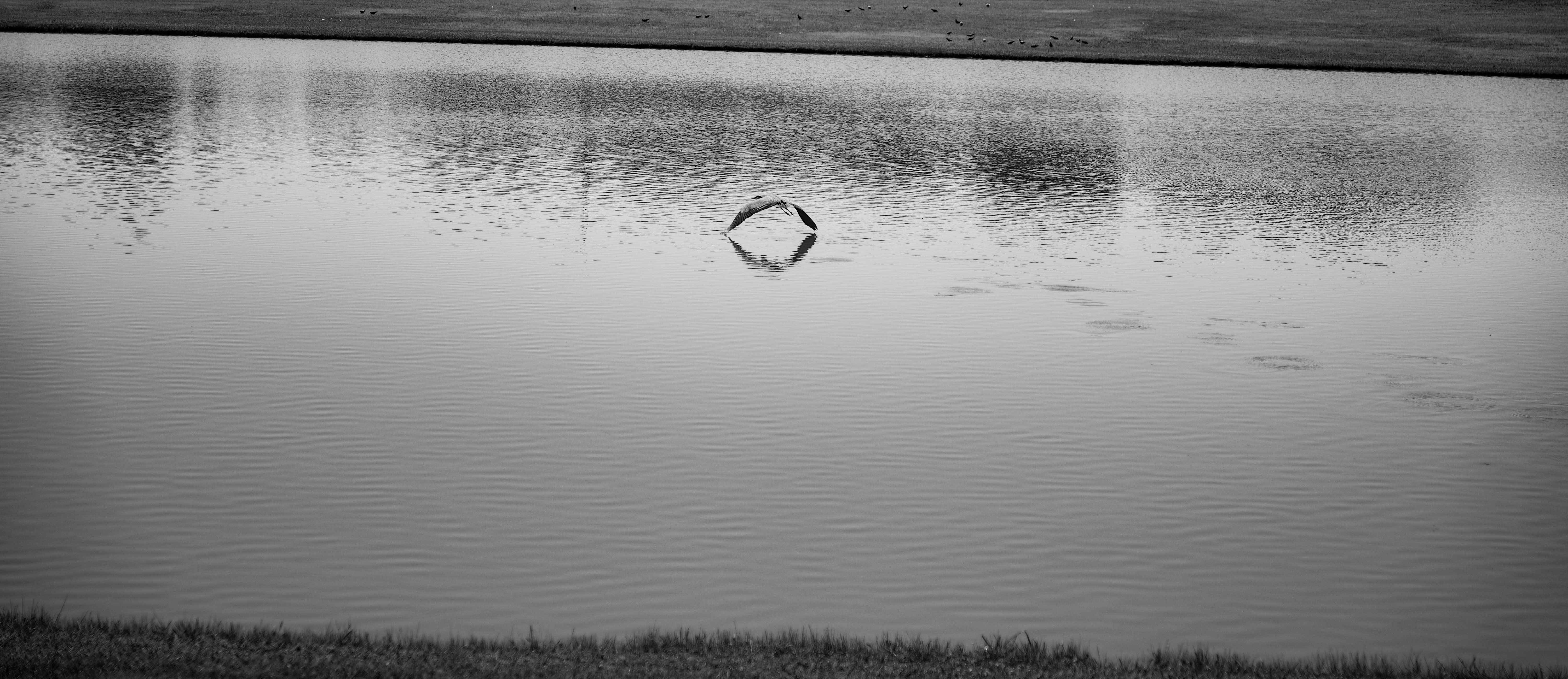 Echo Ring Over Quiet Water: A Minimalist Circle in a Glistening Landscape