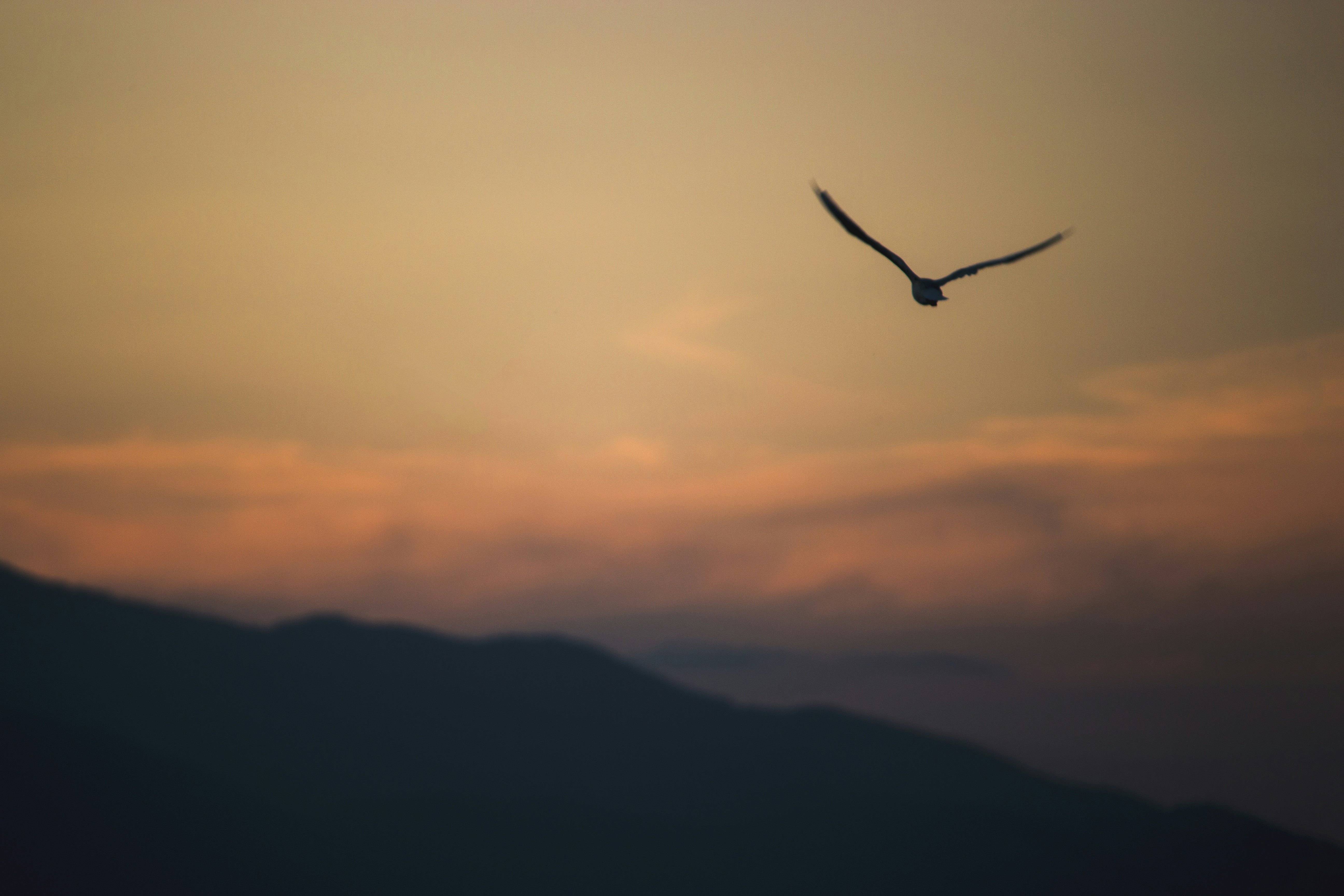 Silhouette in Flight at Dusk