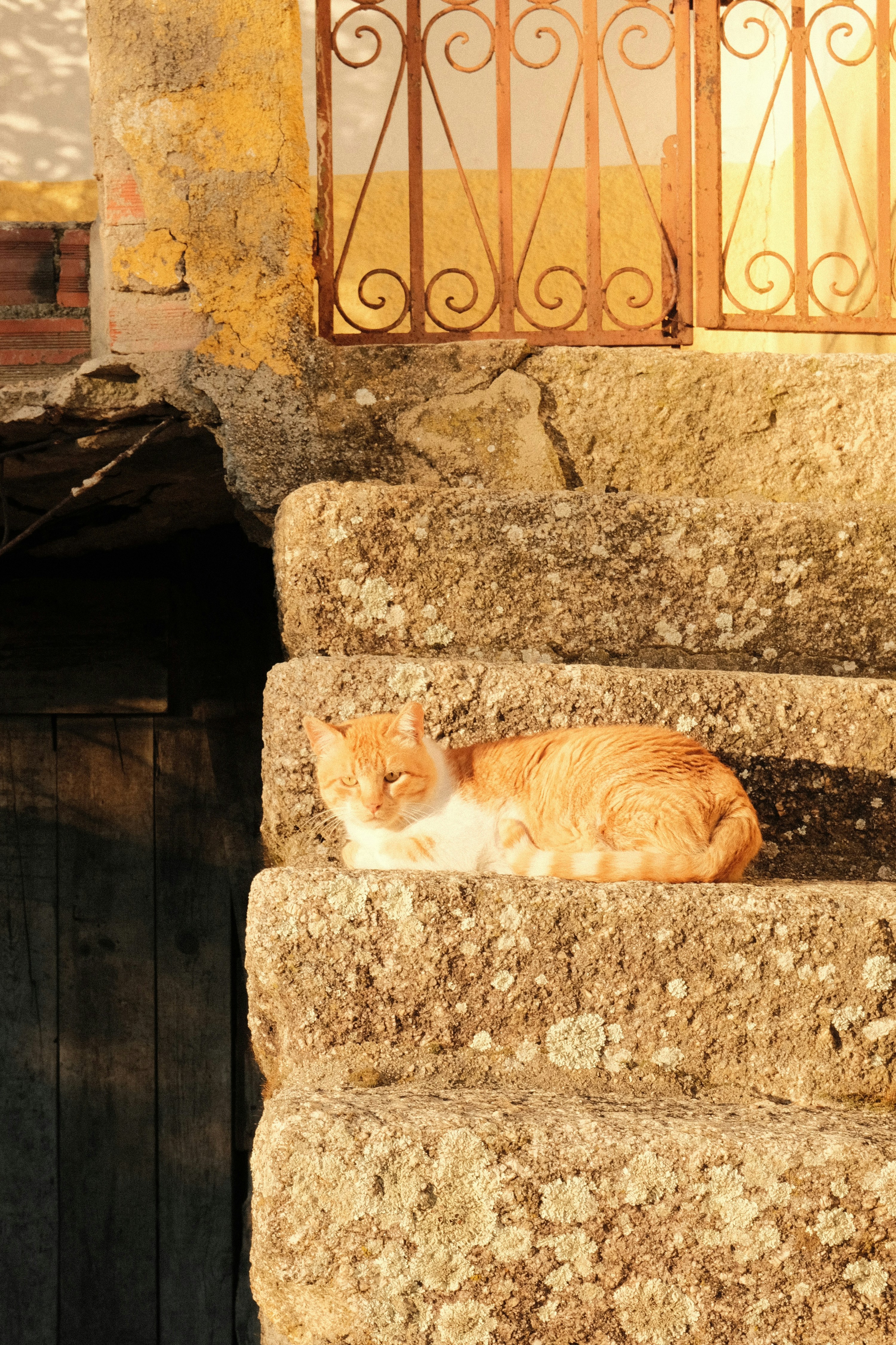 Amber Guardian on Weathered Steps
