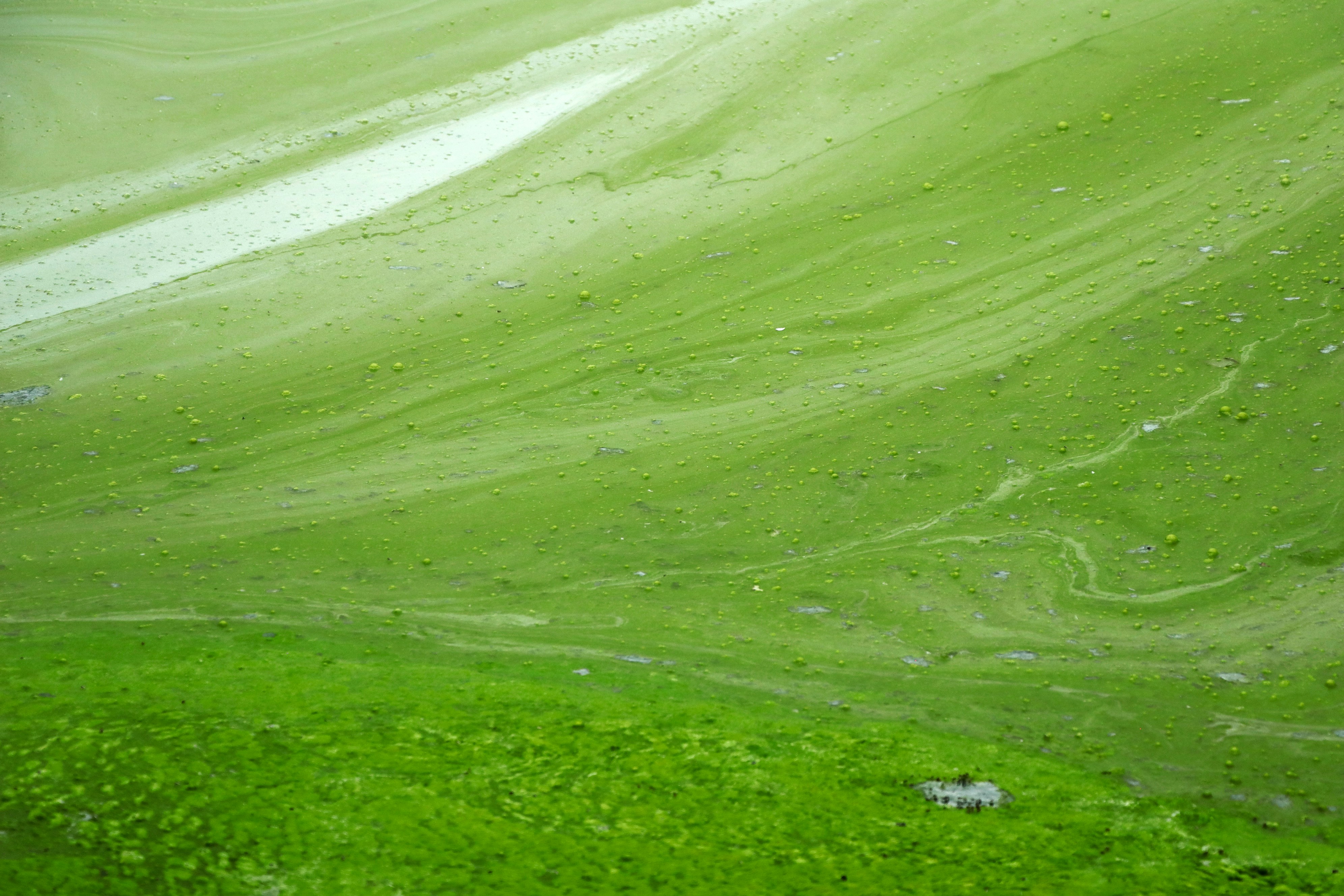 Emerald Slope: Abstract Greenscape of Rolling Terrain