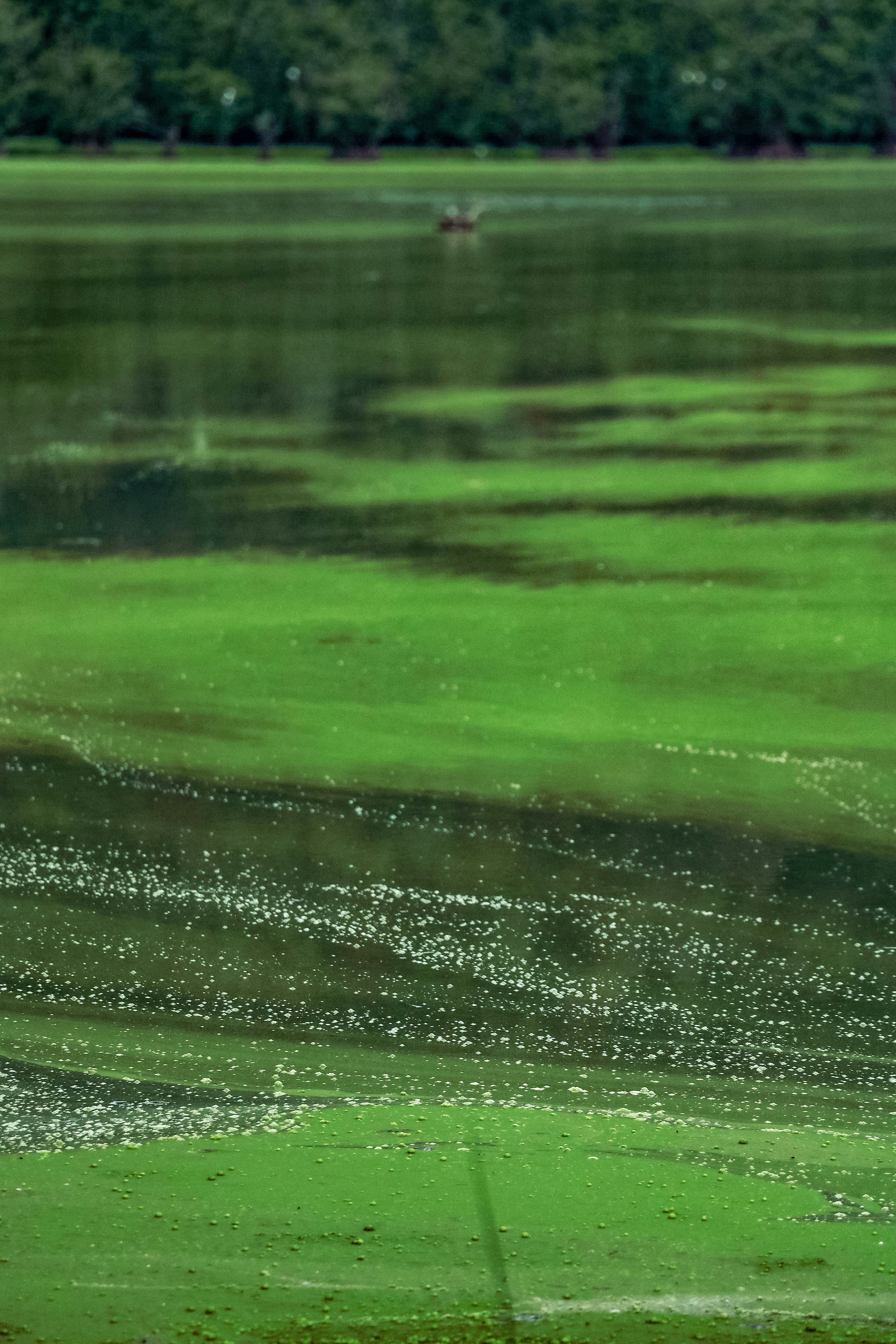 Emerald Quiet: Algae-Driven Tides Across a Lake Shore