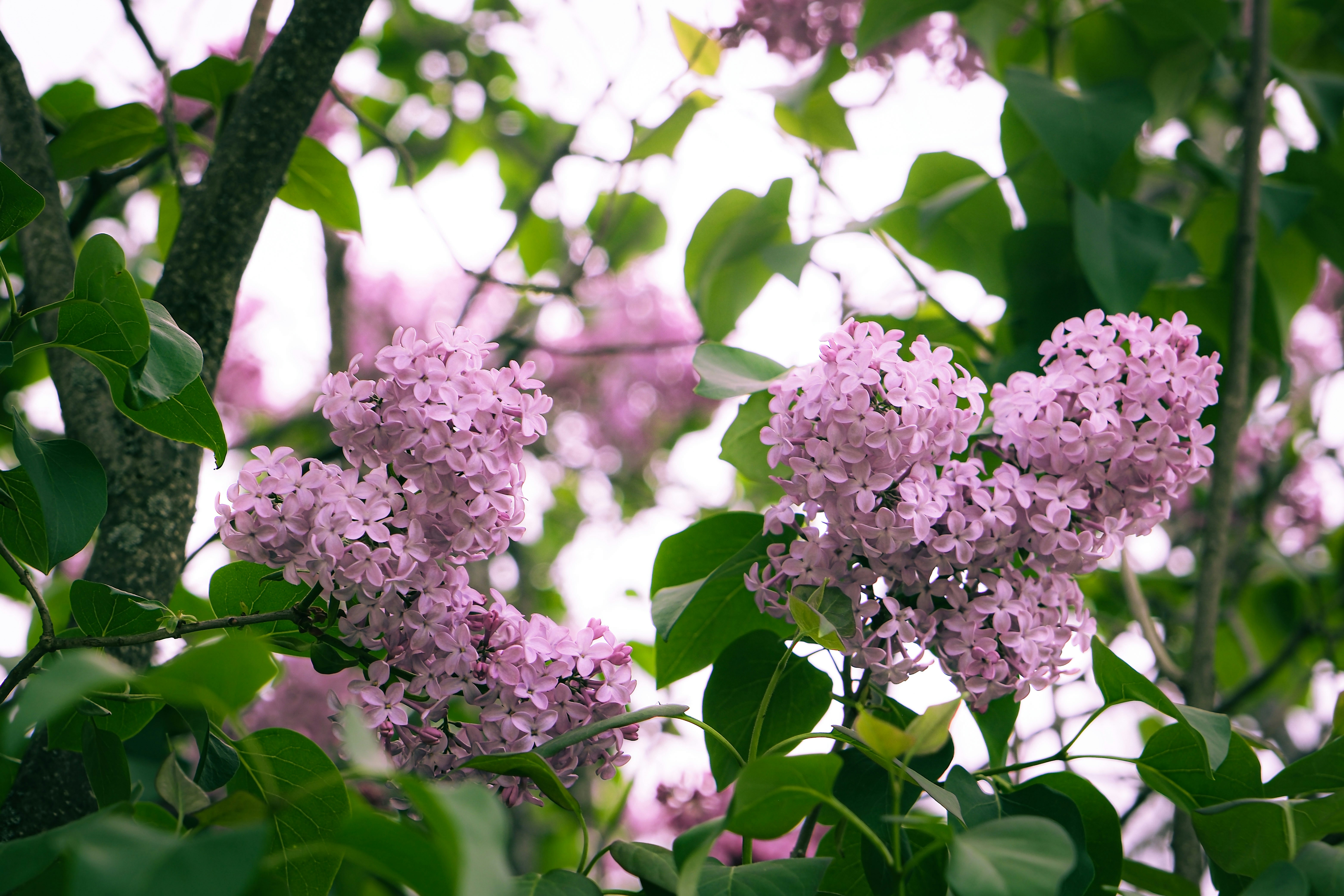 Lilac Bloom in Soft Backlight