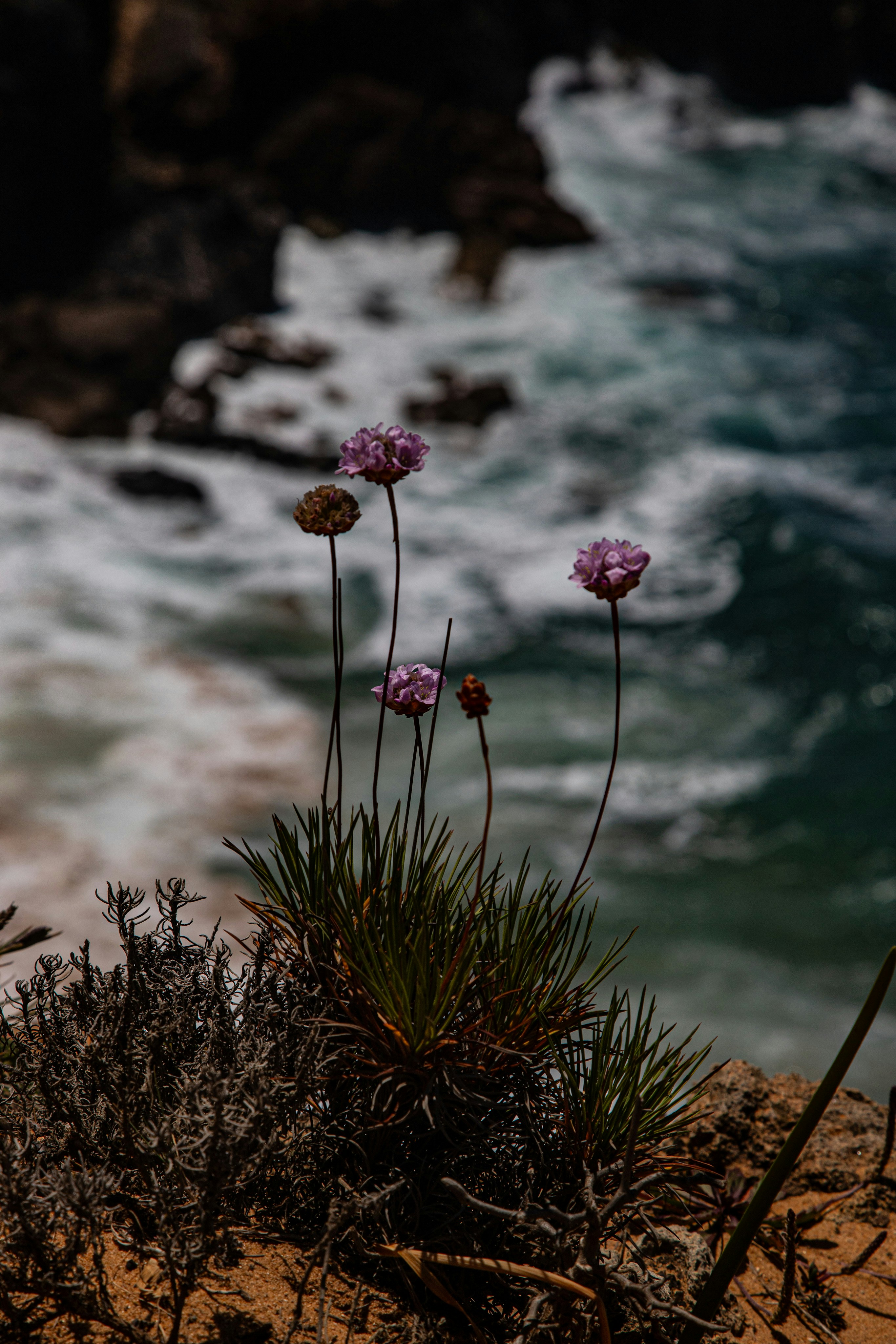 Coastal Bloom: Pink Heads Against Turquoise Waves