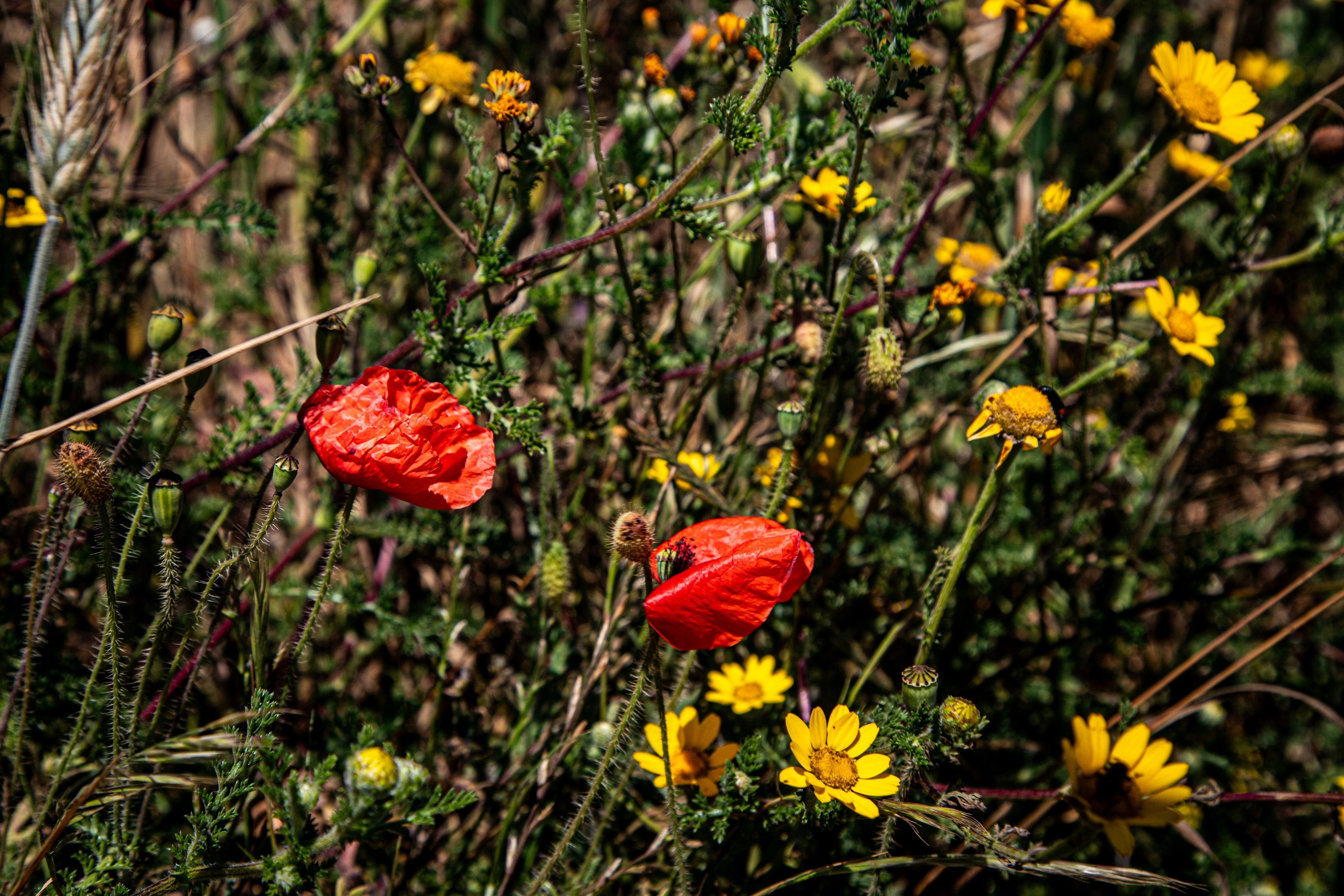 Crimson Blossoms Among Sunlit Yellow daisies