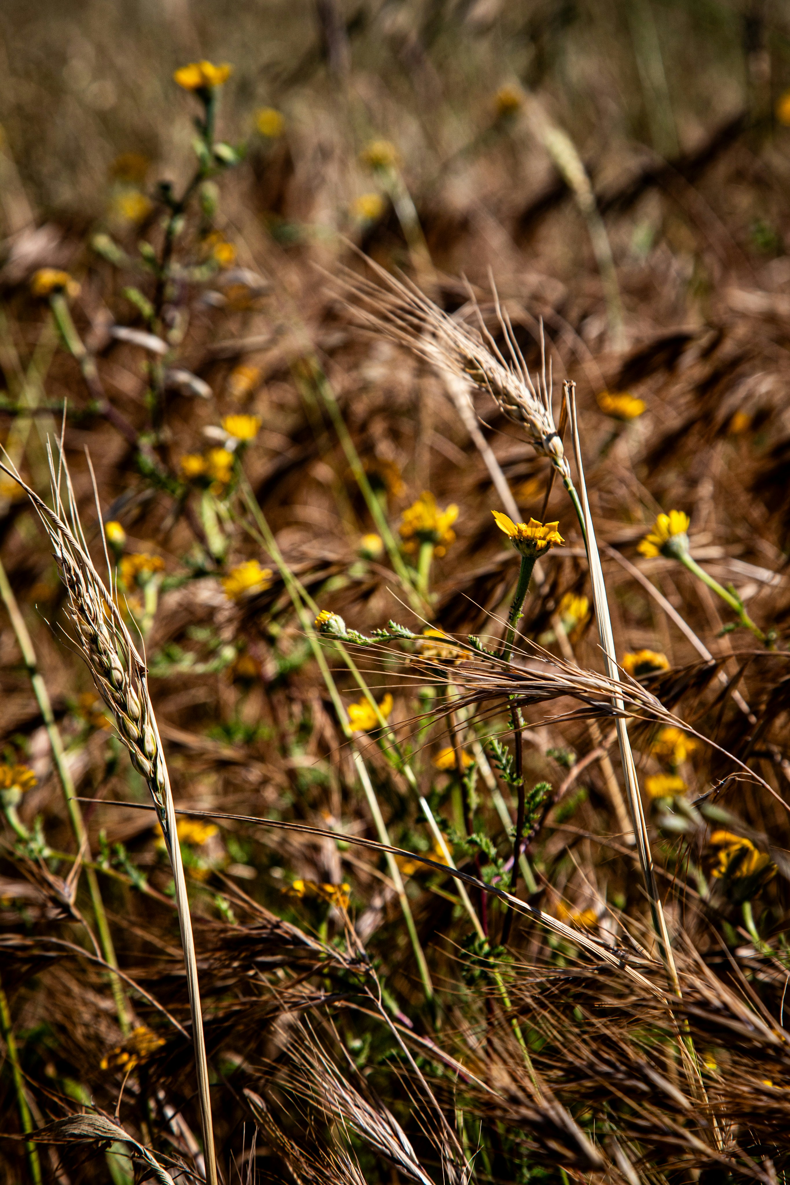Golden Blades: Grasses and Small Yellow Blooms in a Wind-Swept Field