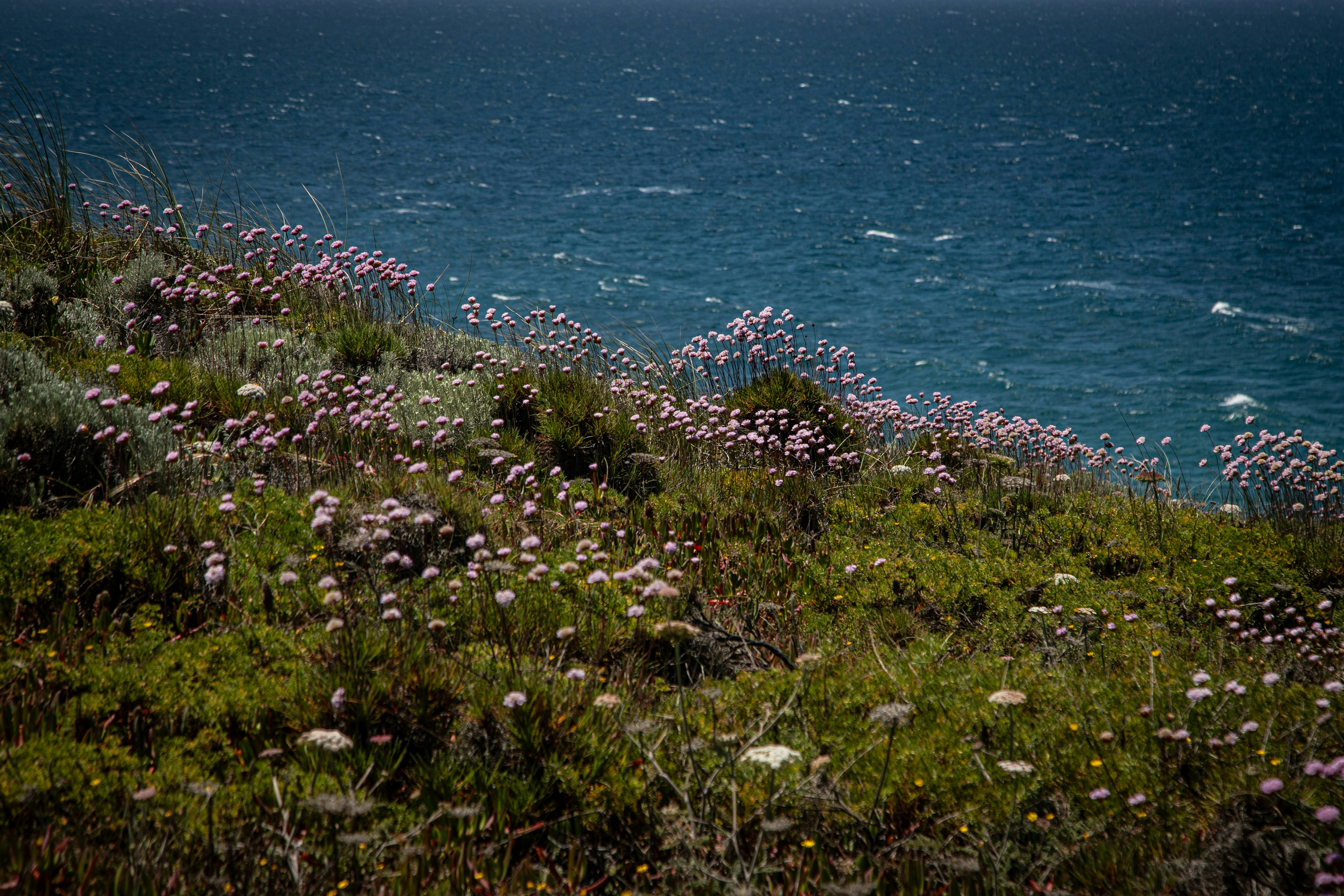 Coastal Meadow in Bloom Overlooking the Sea