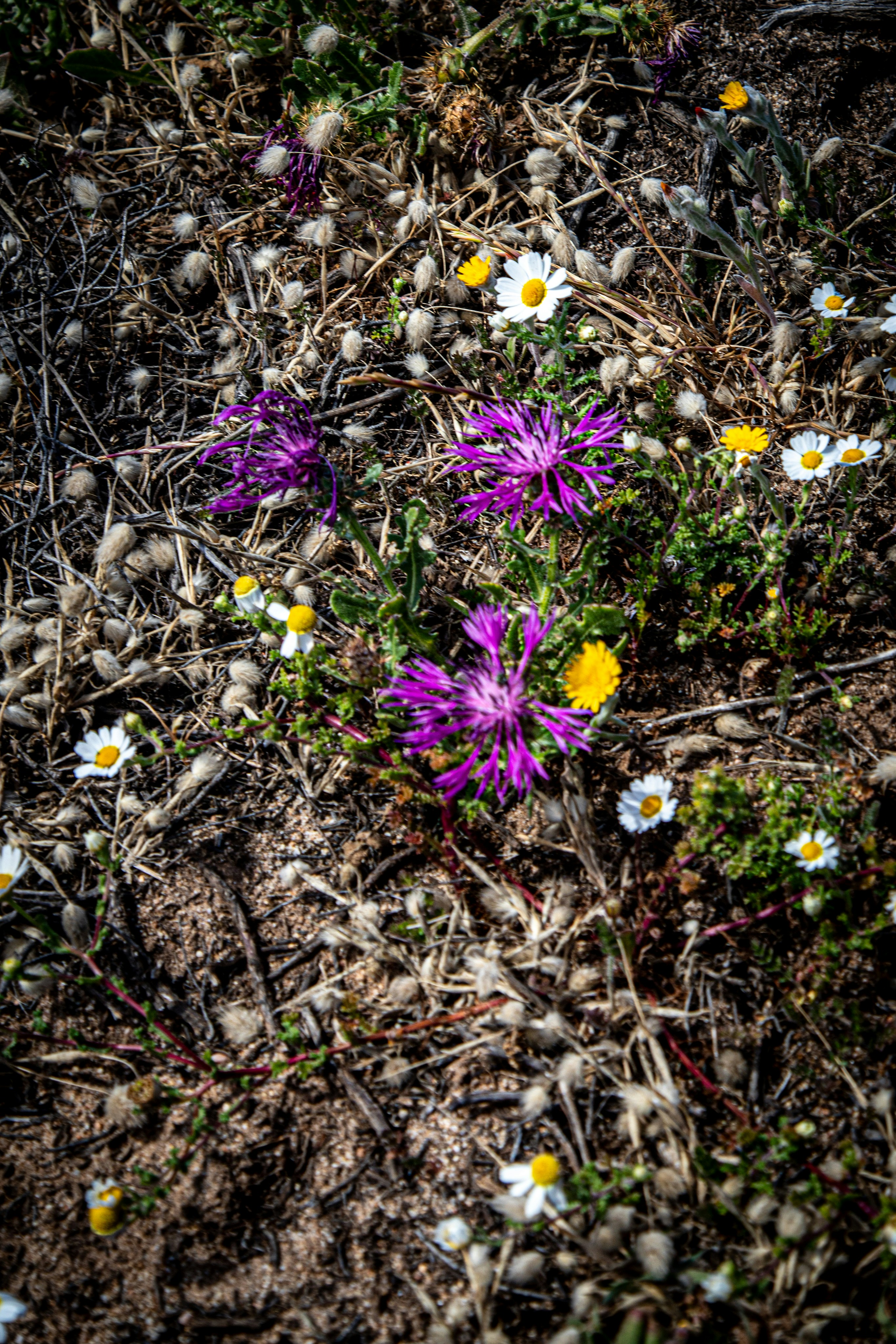 Purple Bloom Burst Among Dry Tangle