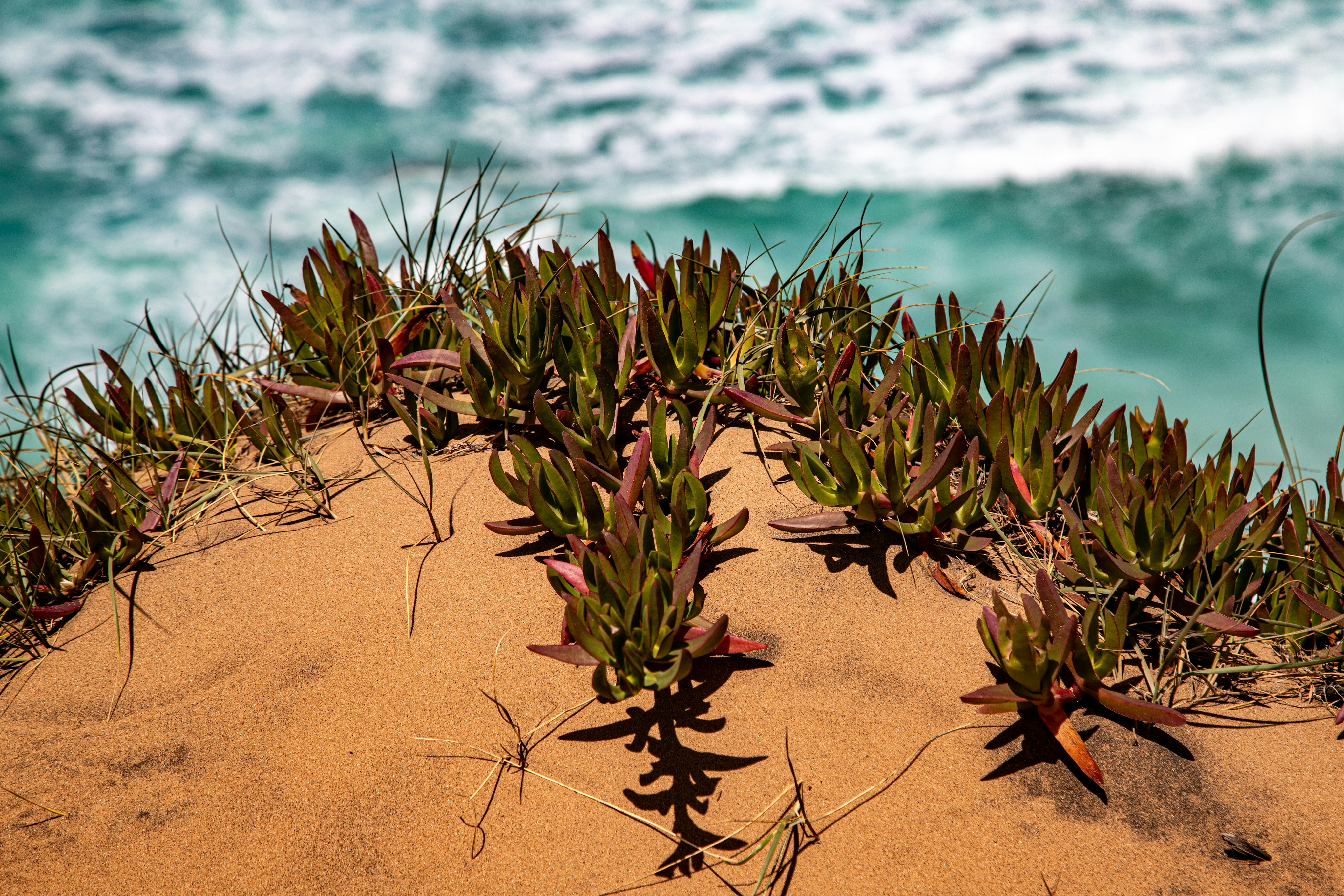 Desert Rosettes at the Edge: Succulents Crown a Sand Arc